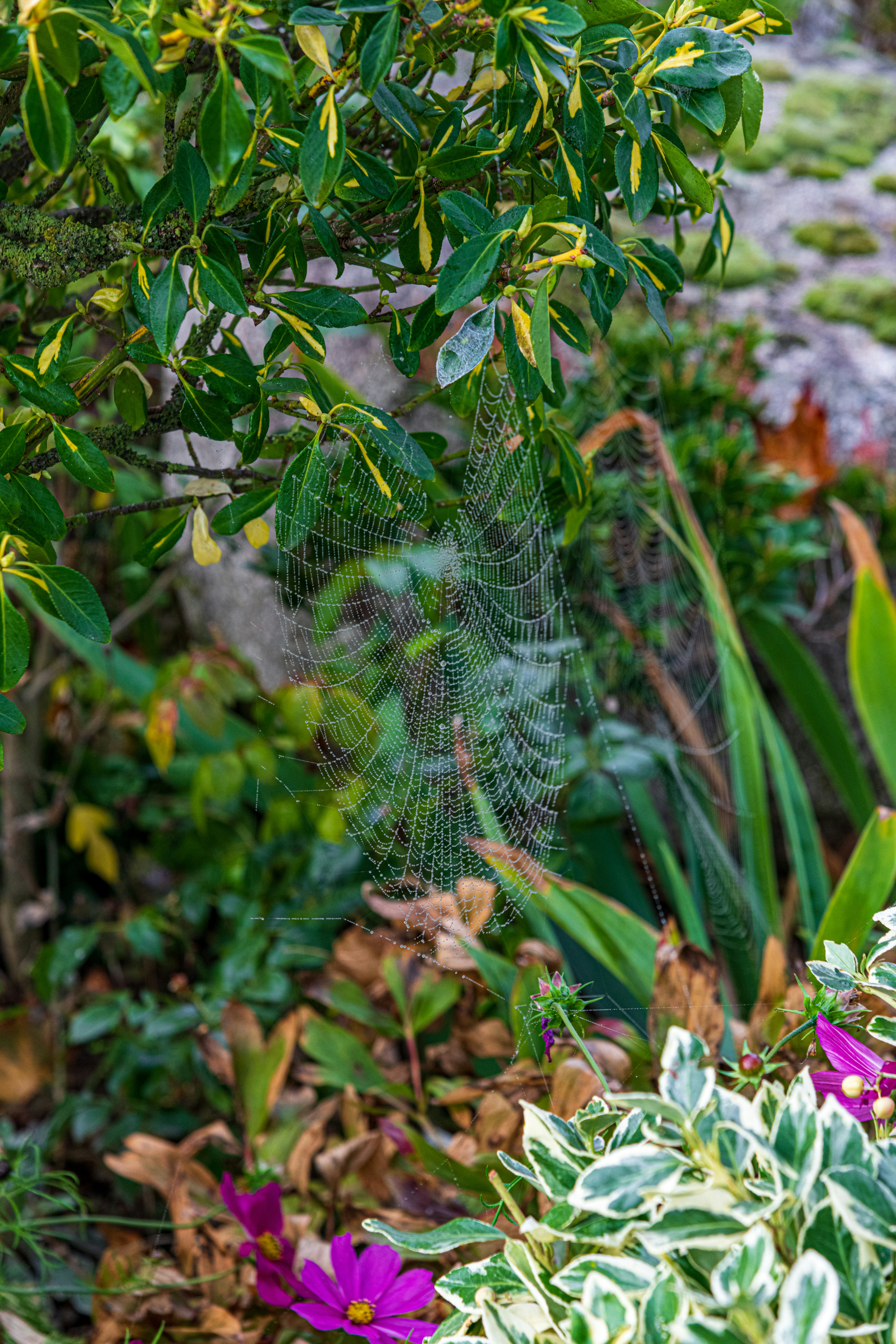 Spinnennetz in Nebel