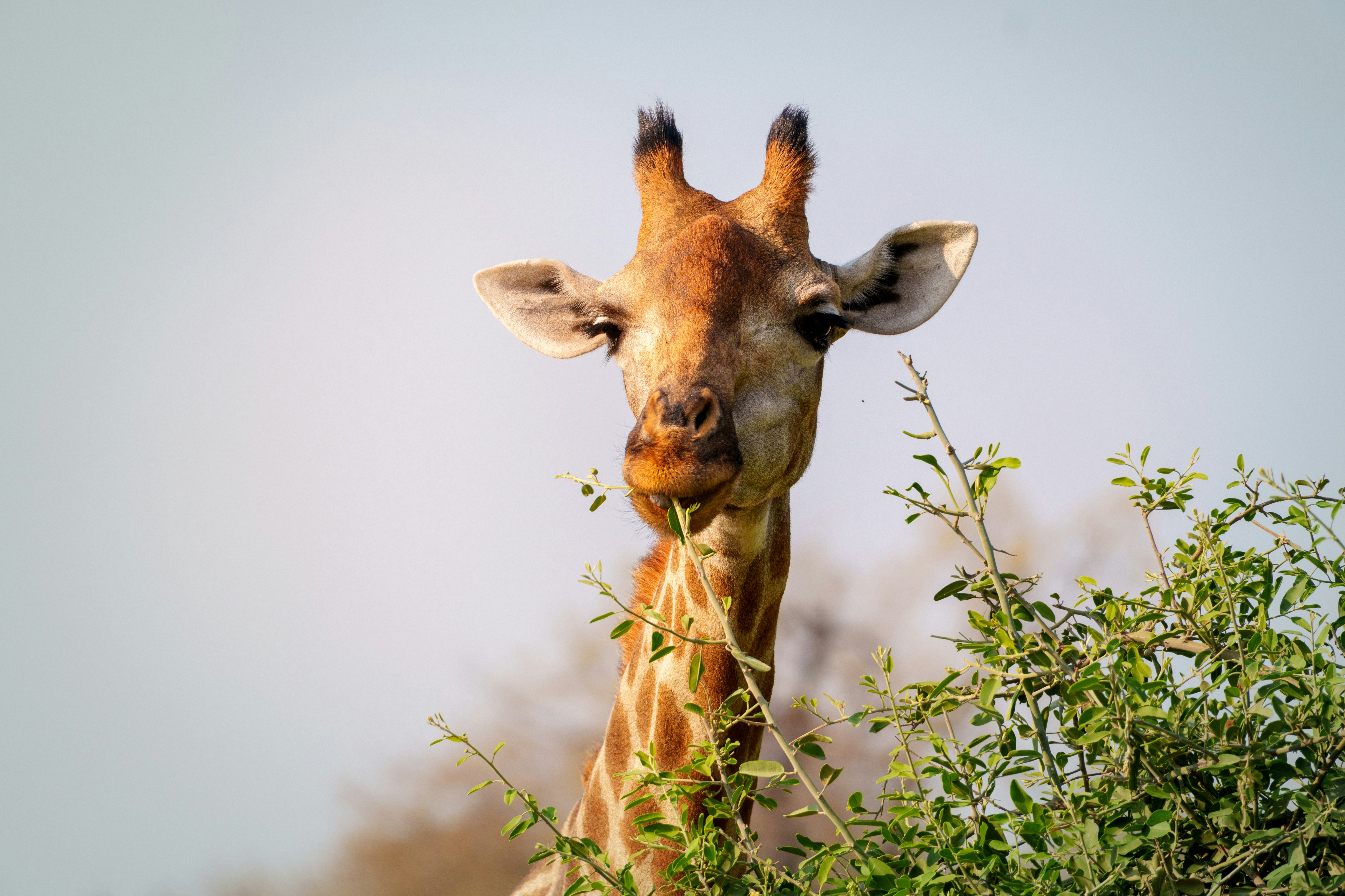 Giraffe Peers Over a Green Veil in Crisp Morning Light