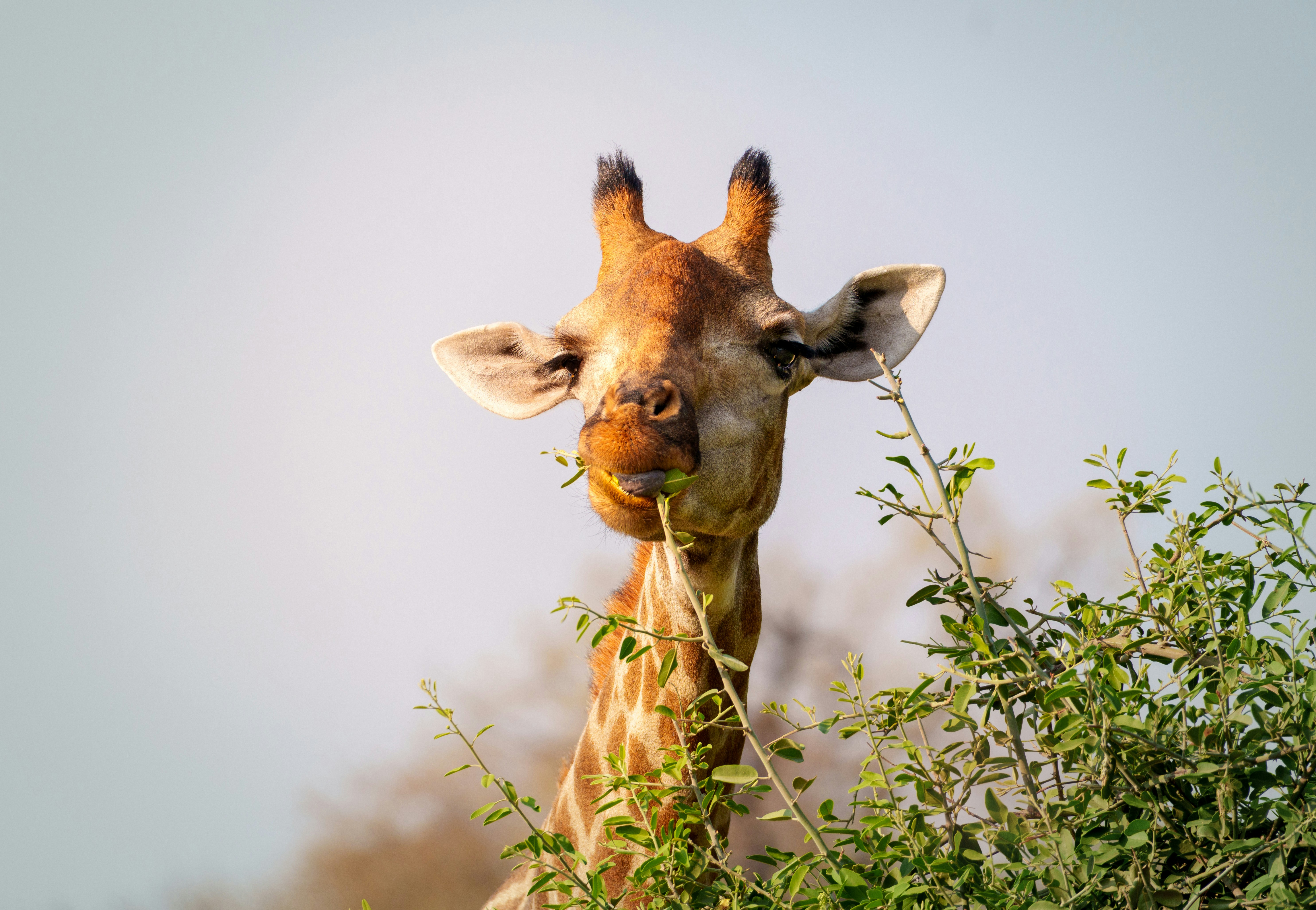 Giraffe Above the Hedge: A Curious Gaze into the Open Sky