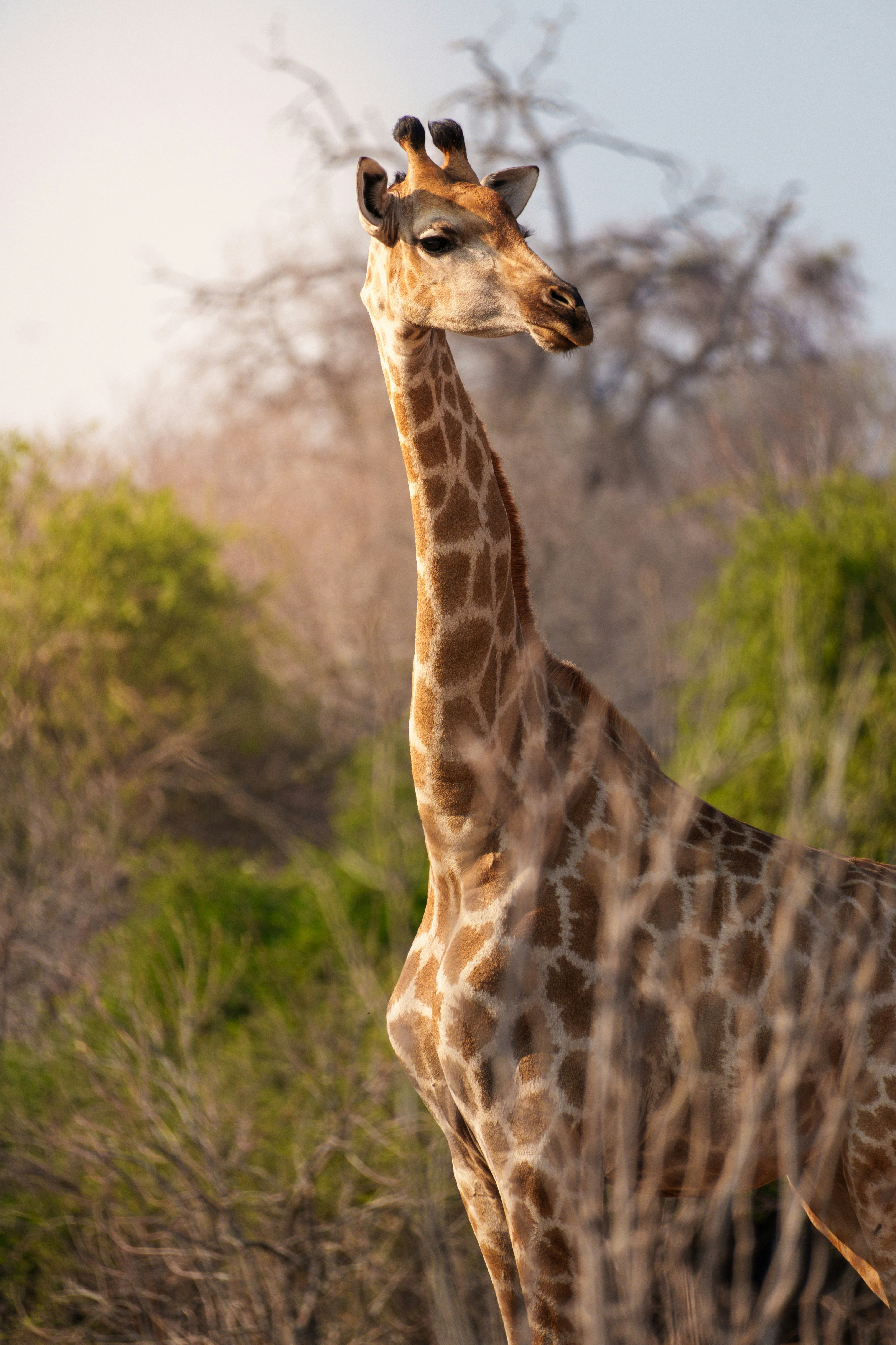 A giraffe stands gracefully amidst the greenery, its long neck and distinctive patterns highlighted against a blurred backdrop. The scene captures the essence of its natural habitat.