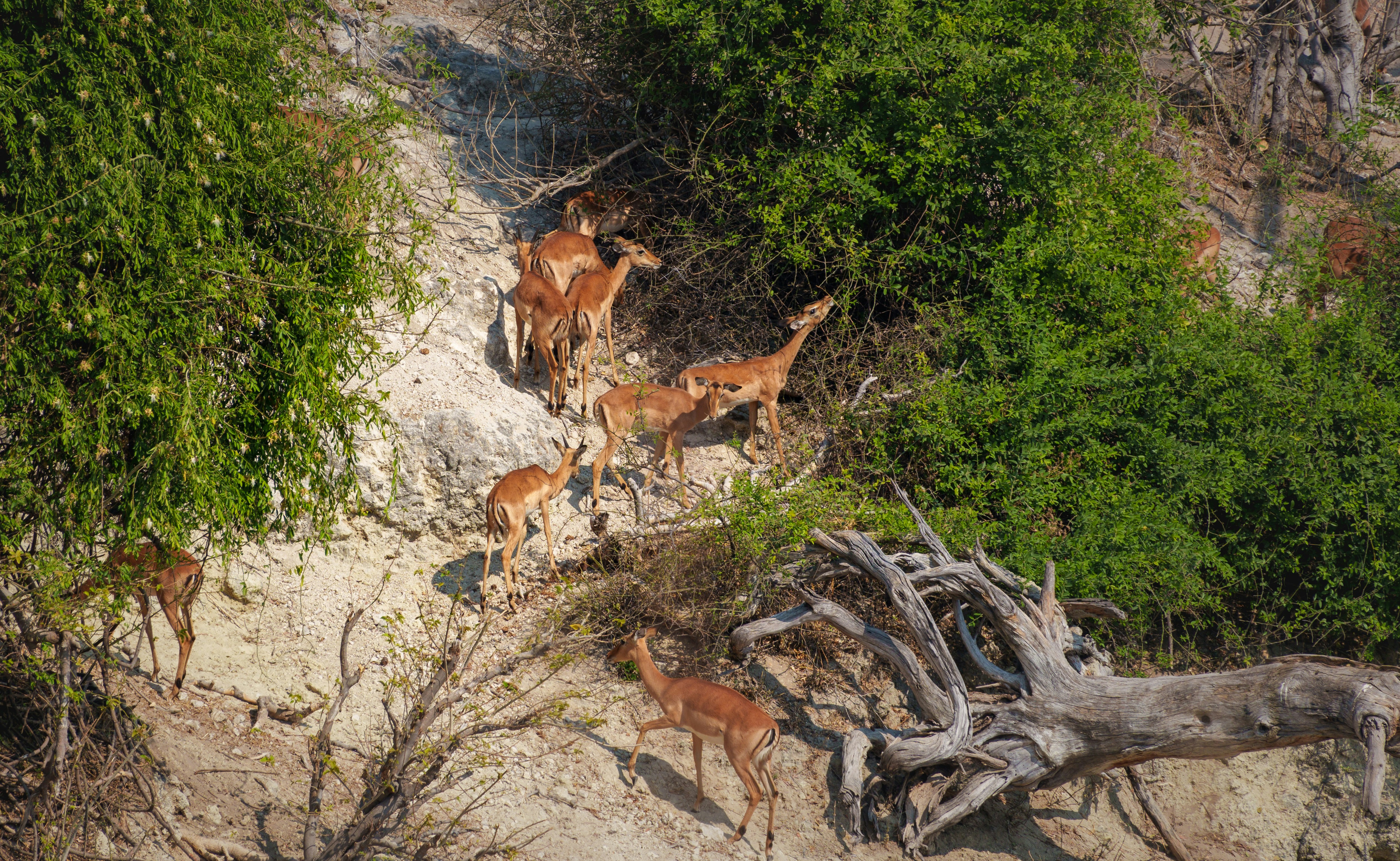 Sunlit Sandbank Crossing: A Small Deer Herd Navigates a Scrub-Covered Slope