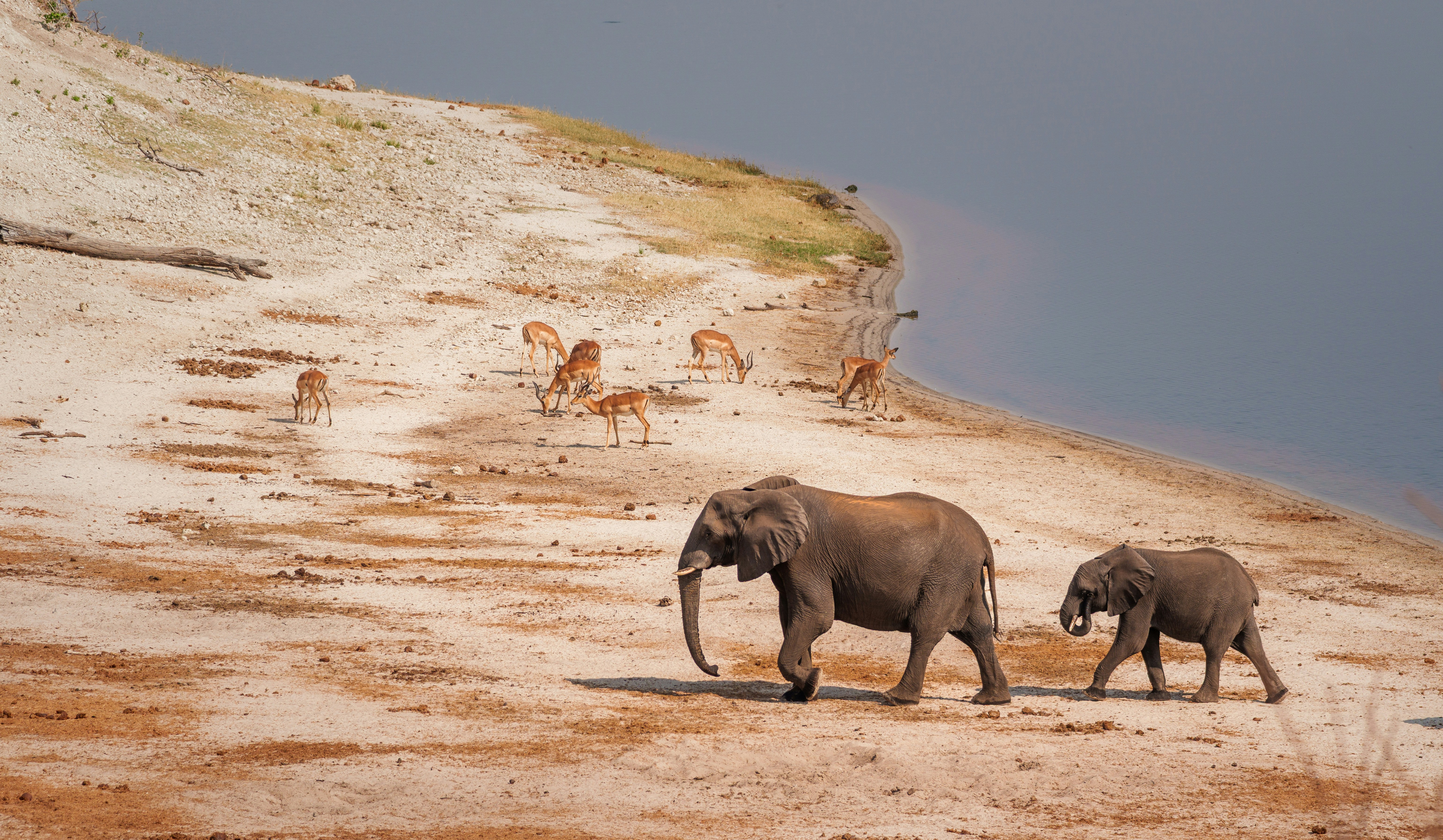 Coastal Elephant Parade: Elephants Trek Along a Quiet Shore