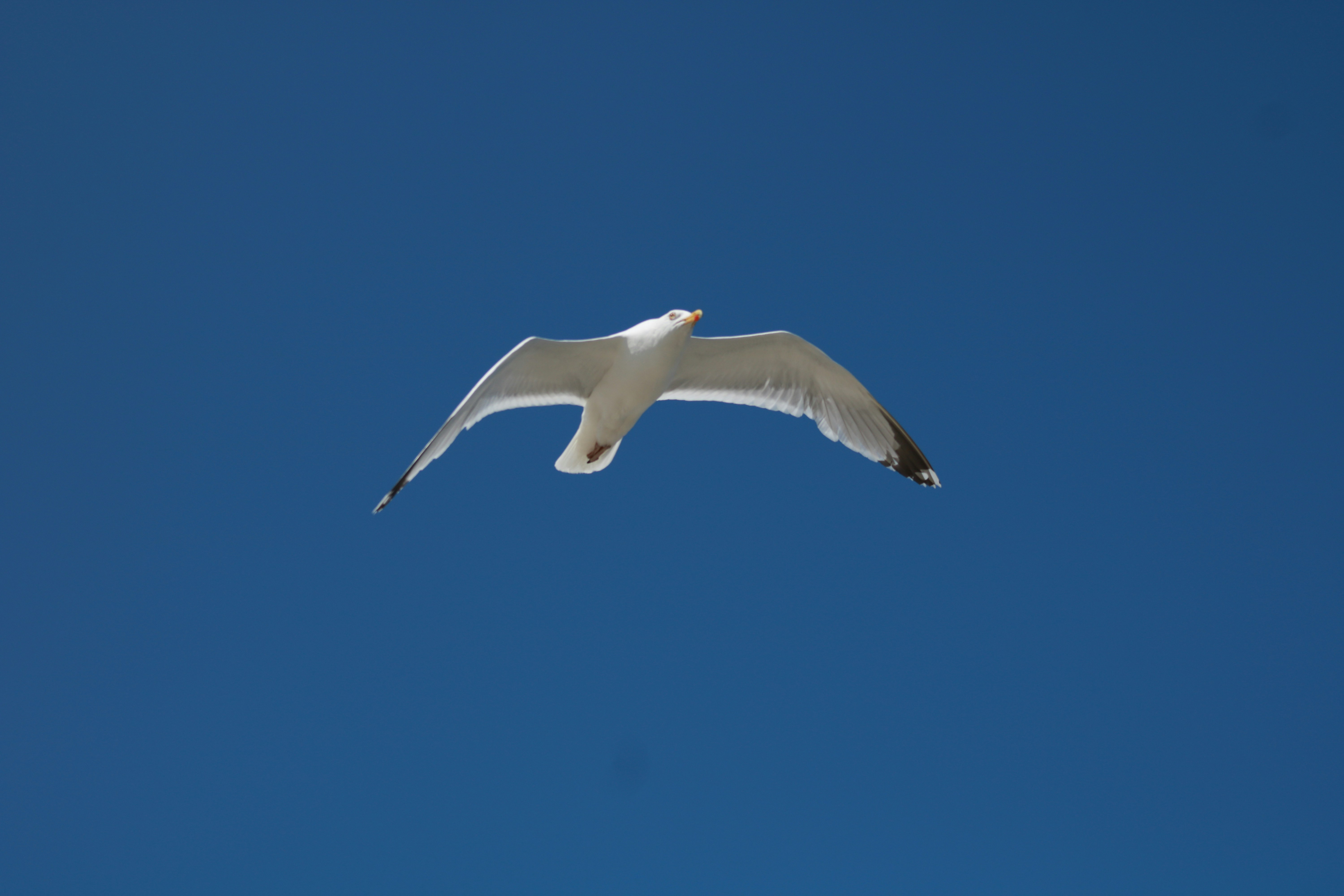 A seagull flying in a clear blue sky