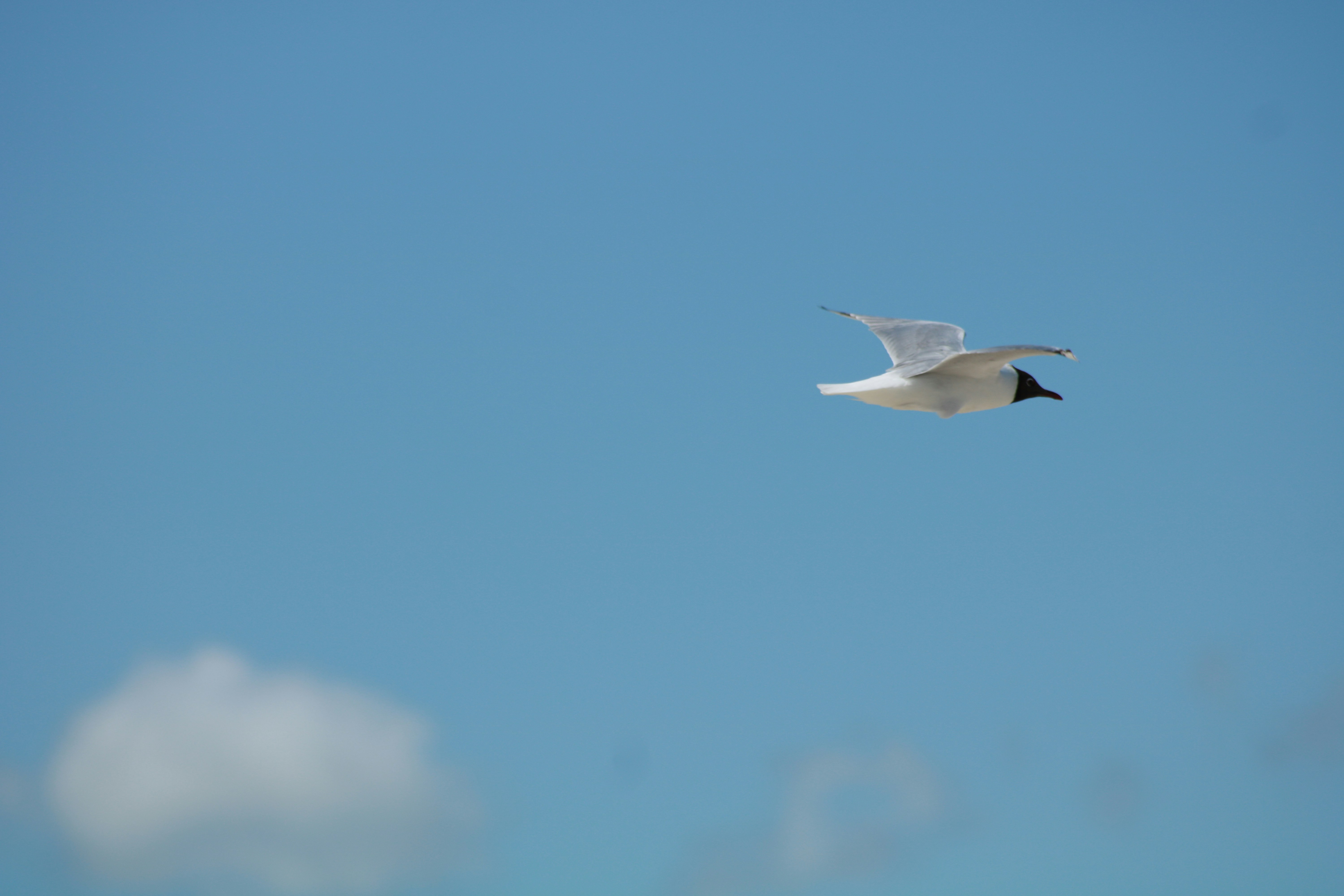 Soaring Serenity: A Bird's Journey Through the Sky