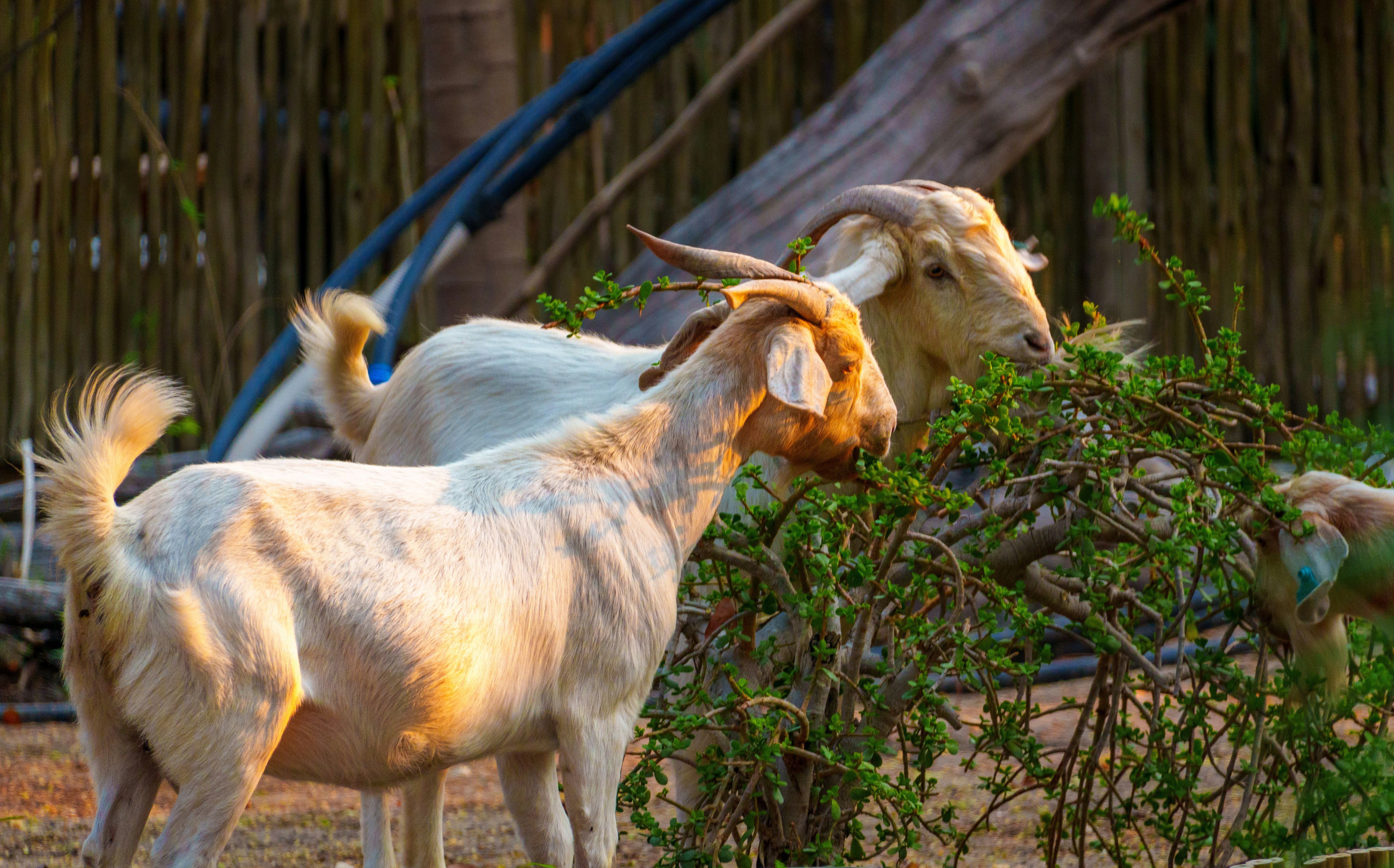 Sunlit Goats at the Fence: A Quiet Moment of Curious Grazing