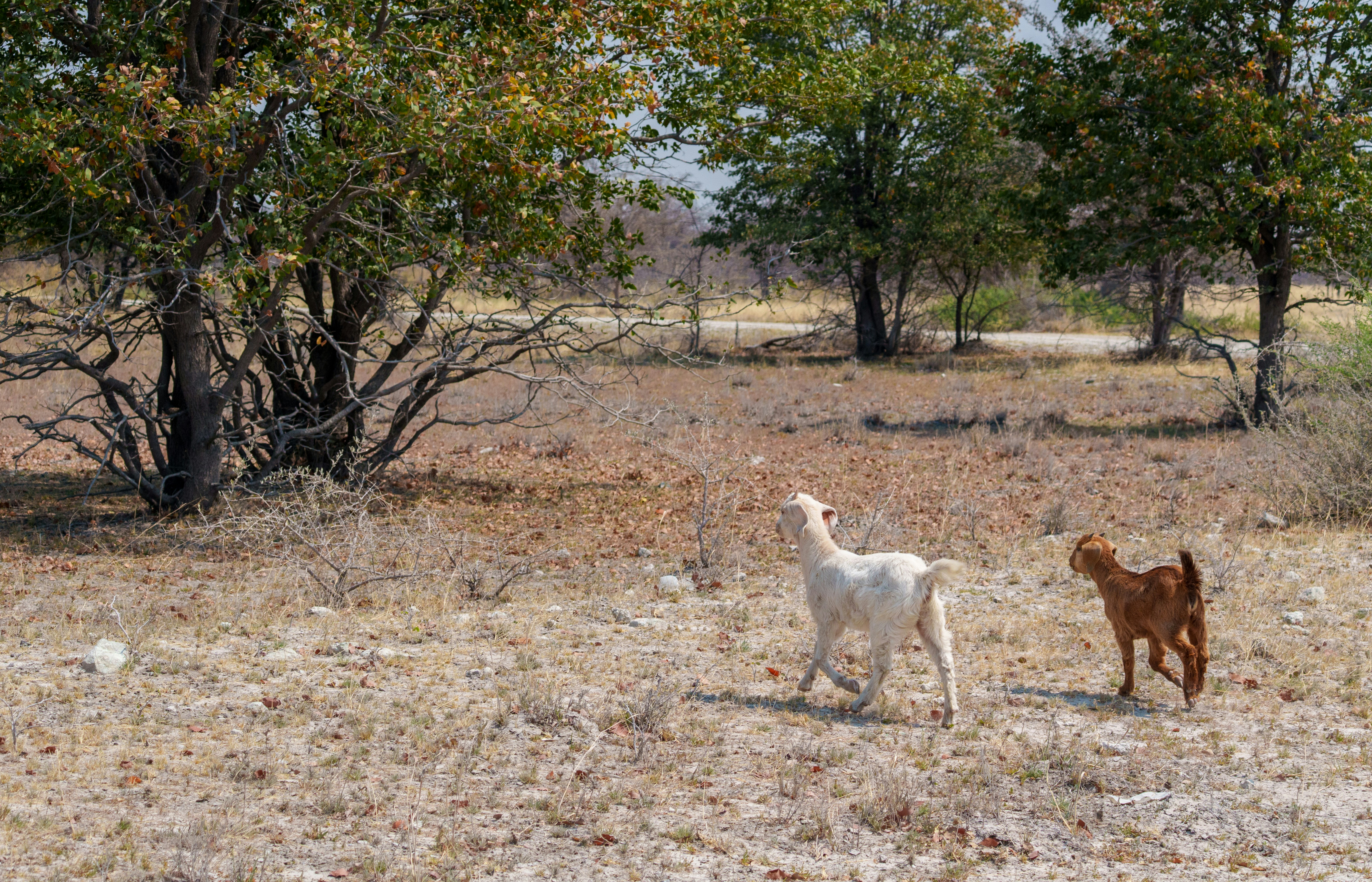 Wanderers in the Wild: A Canine Adventure