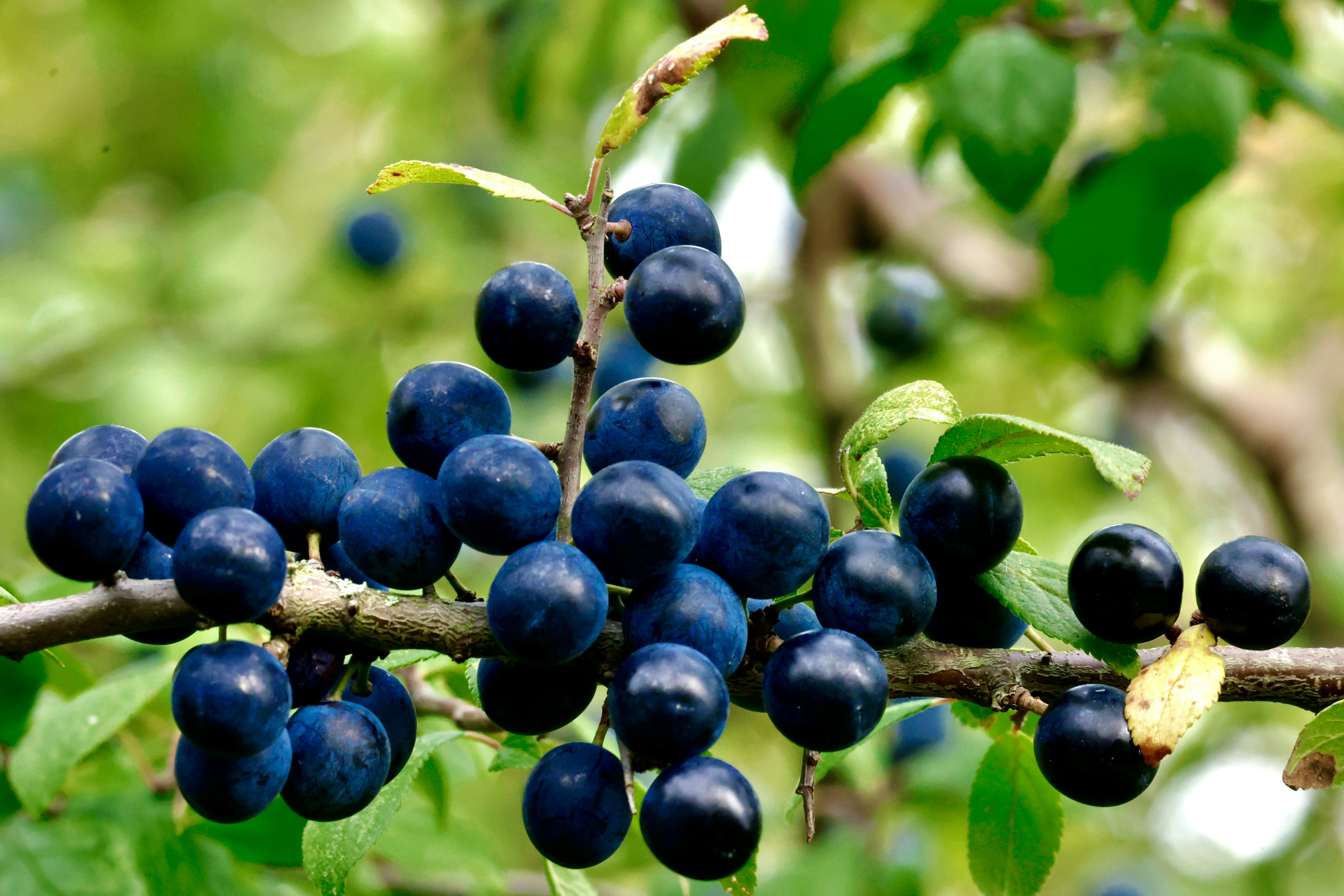 Cluster of ripe blue plums hanging from a branch amidst lush green leaves.