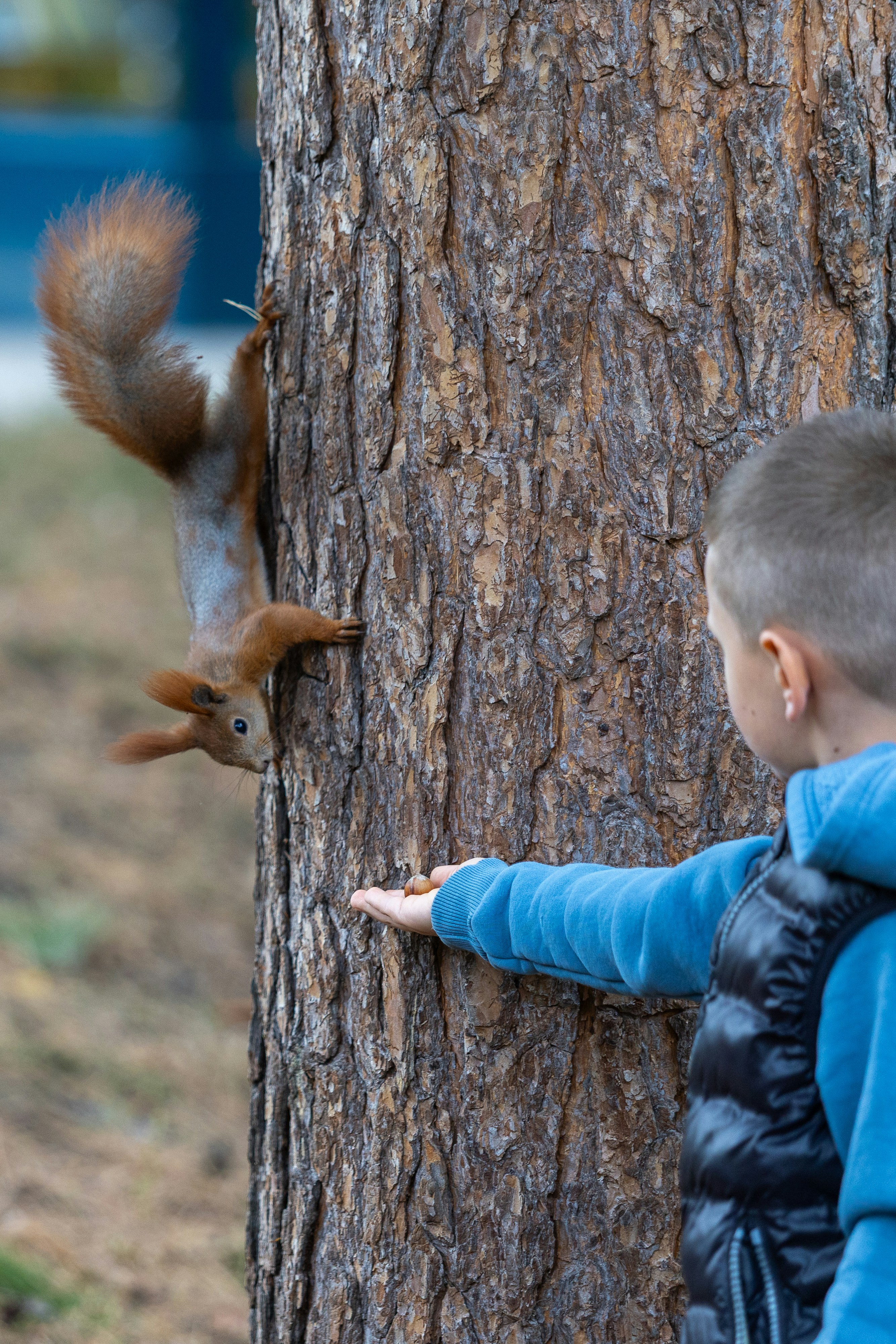 A Curious Encounter: Nature's Playful Visitor