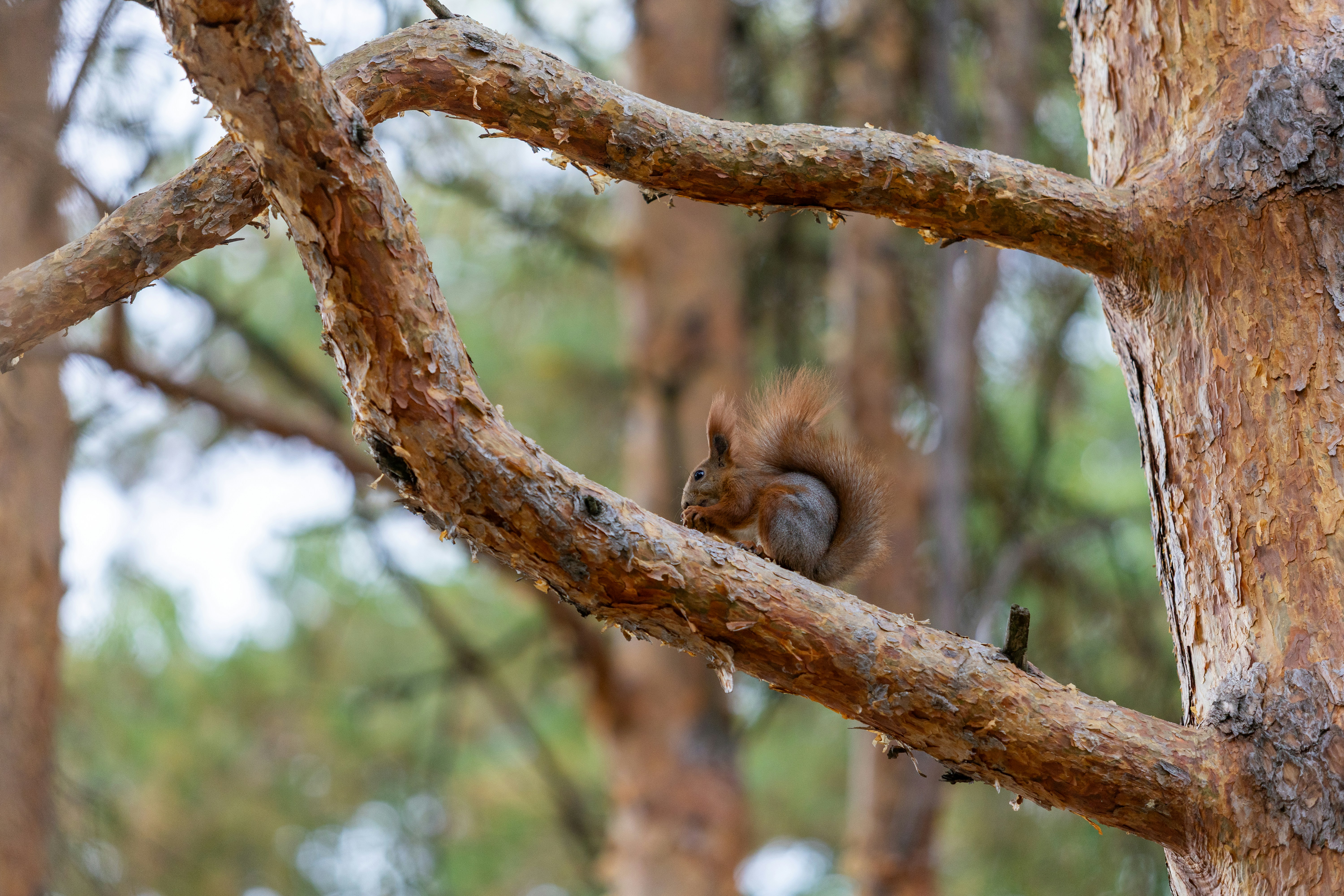 Whiskered Wanderer: A Squirrel's Perch