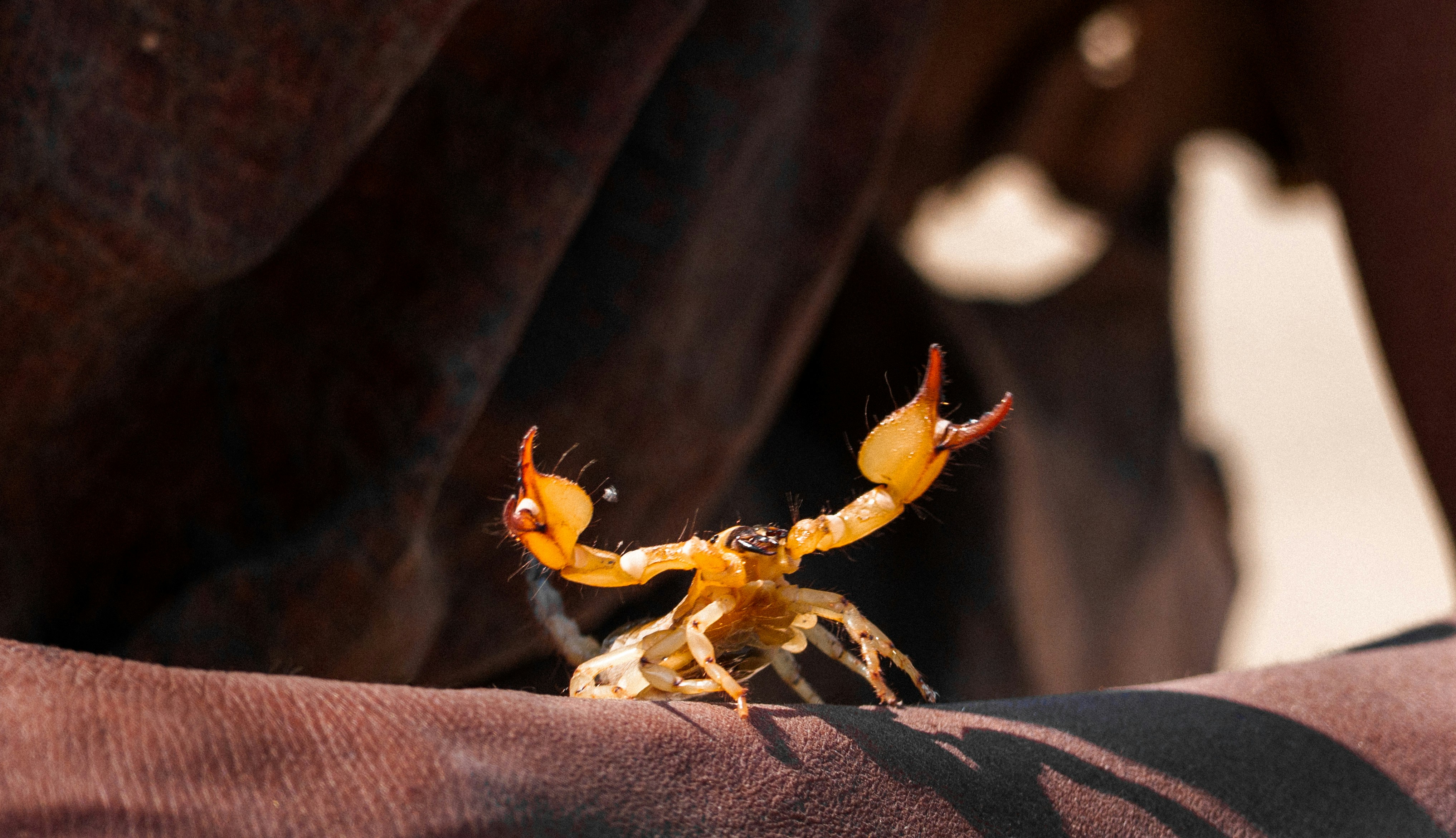 The Guardian of the Sands