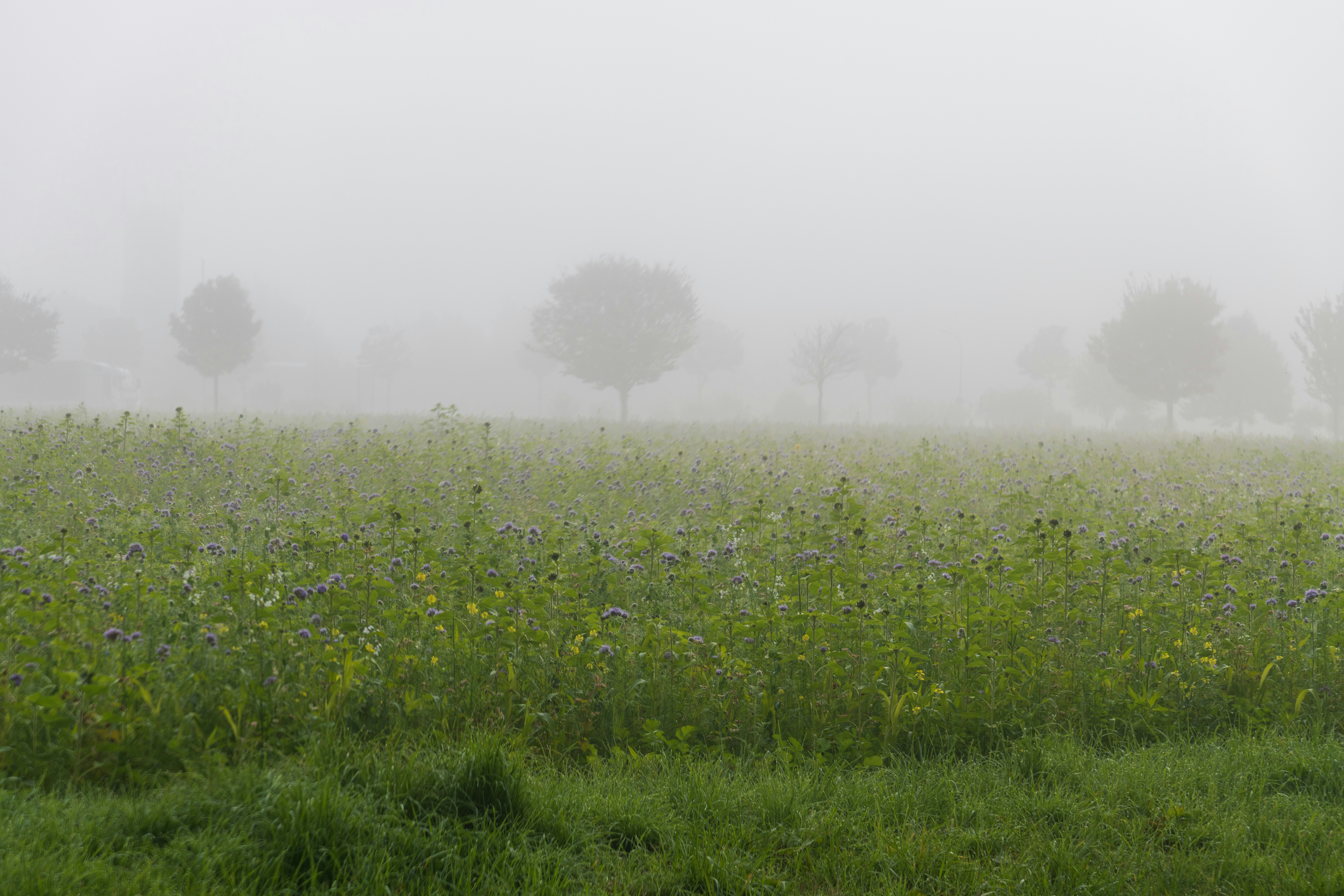Whispers of Fog in a Meadow