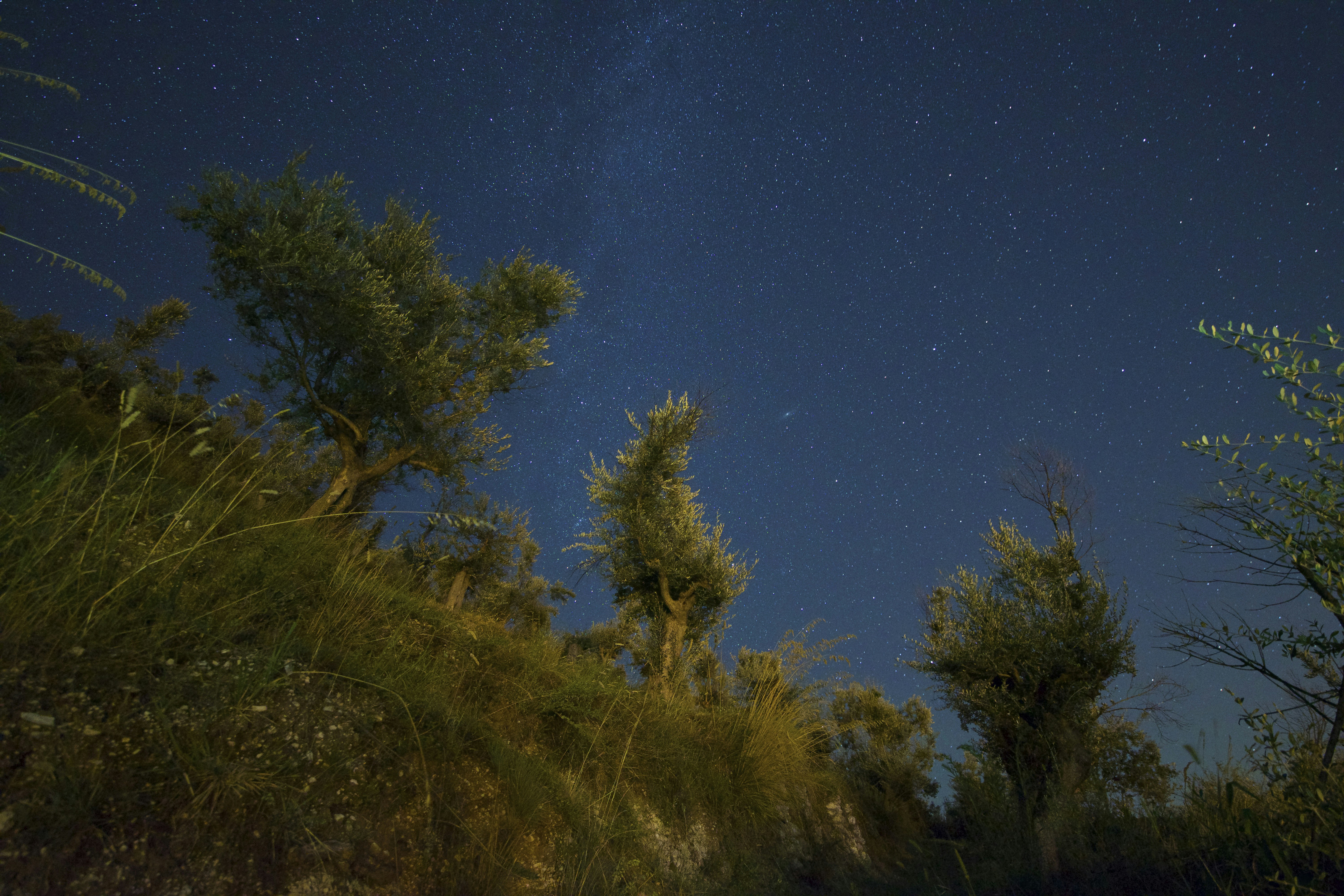Night sky with stars above silhouetted trees and grass.