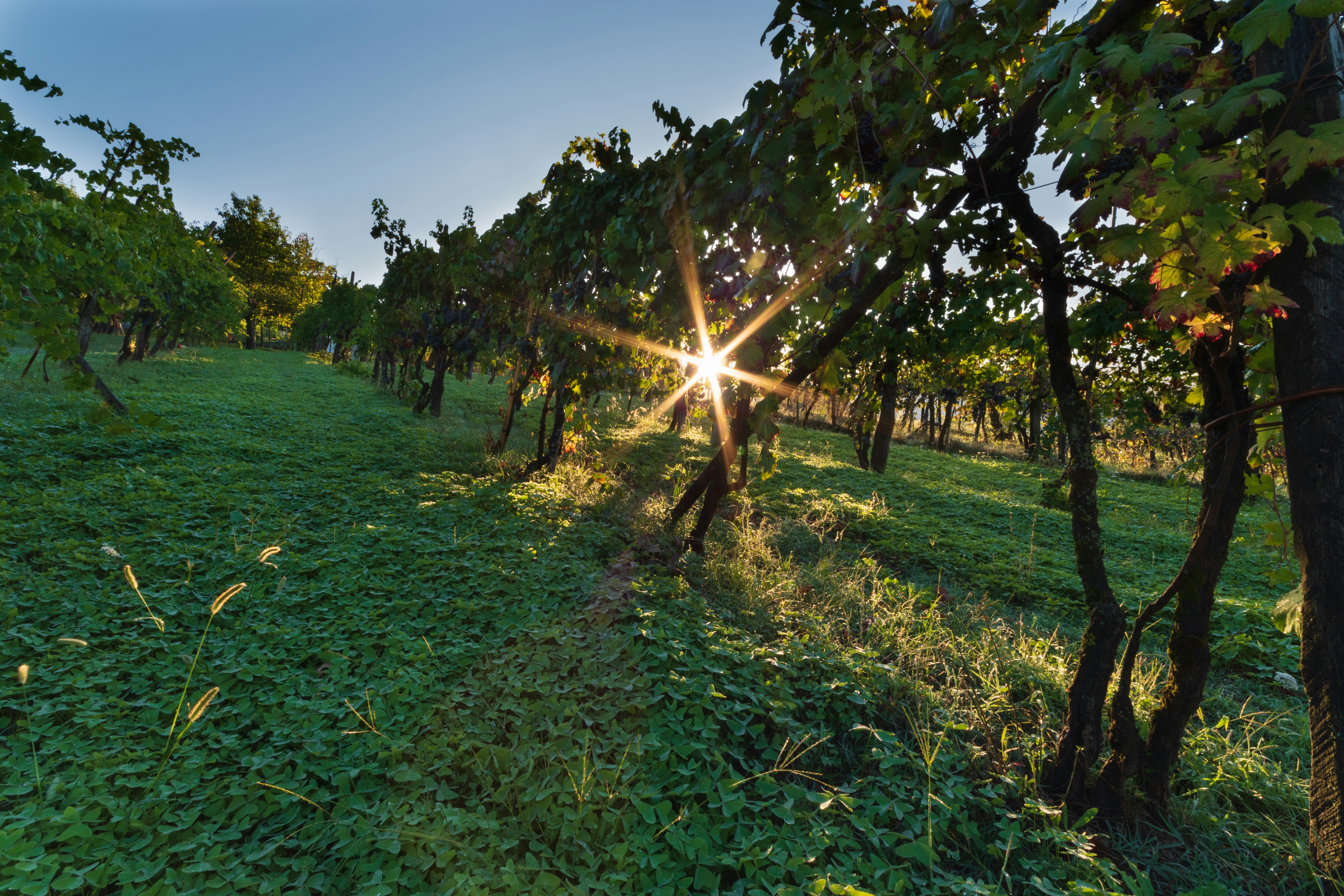Sun shines through vineyard rows at sunrise.