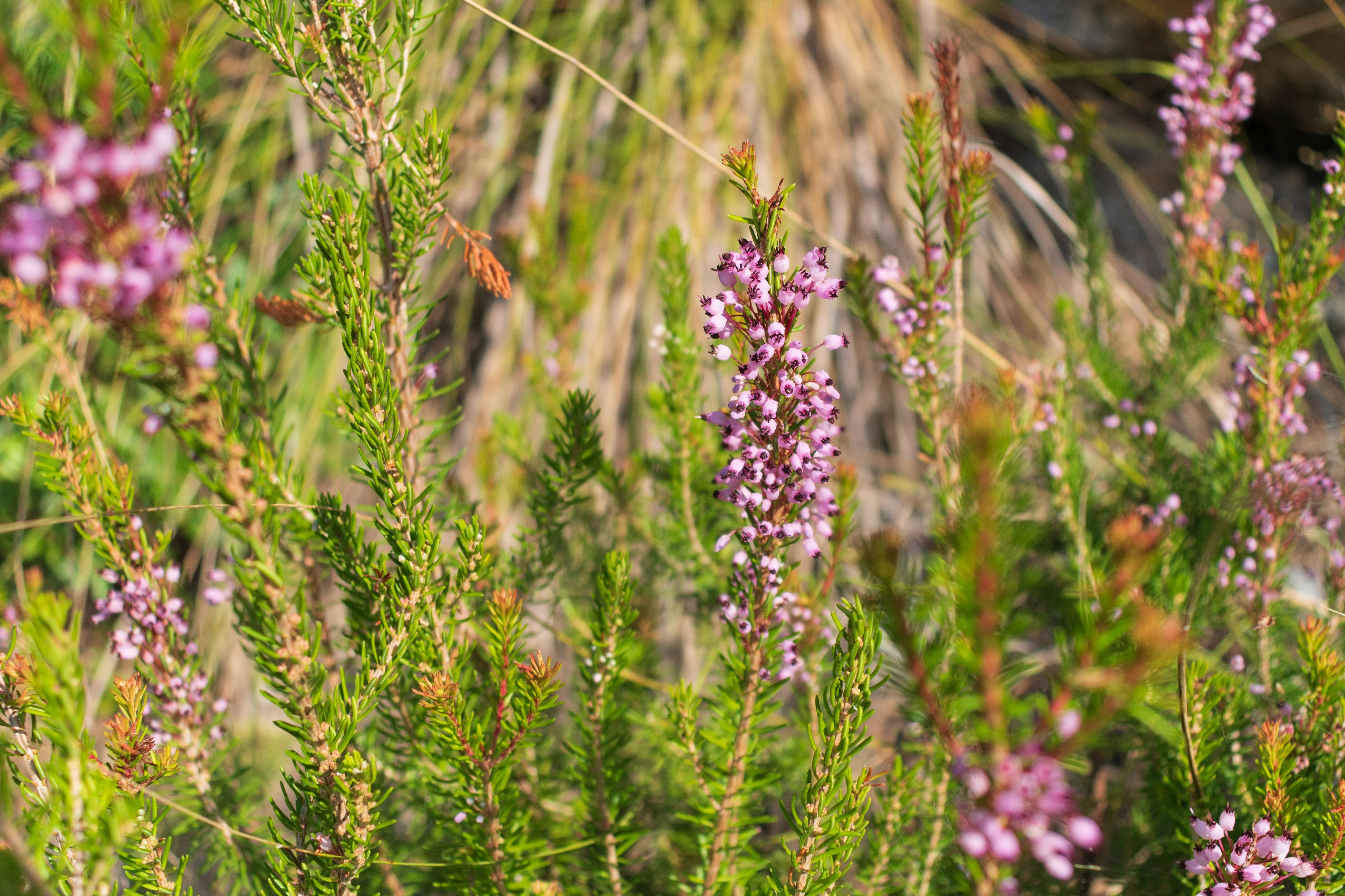 Purple heather flowers bloom in a field.
