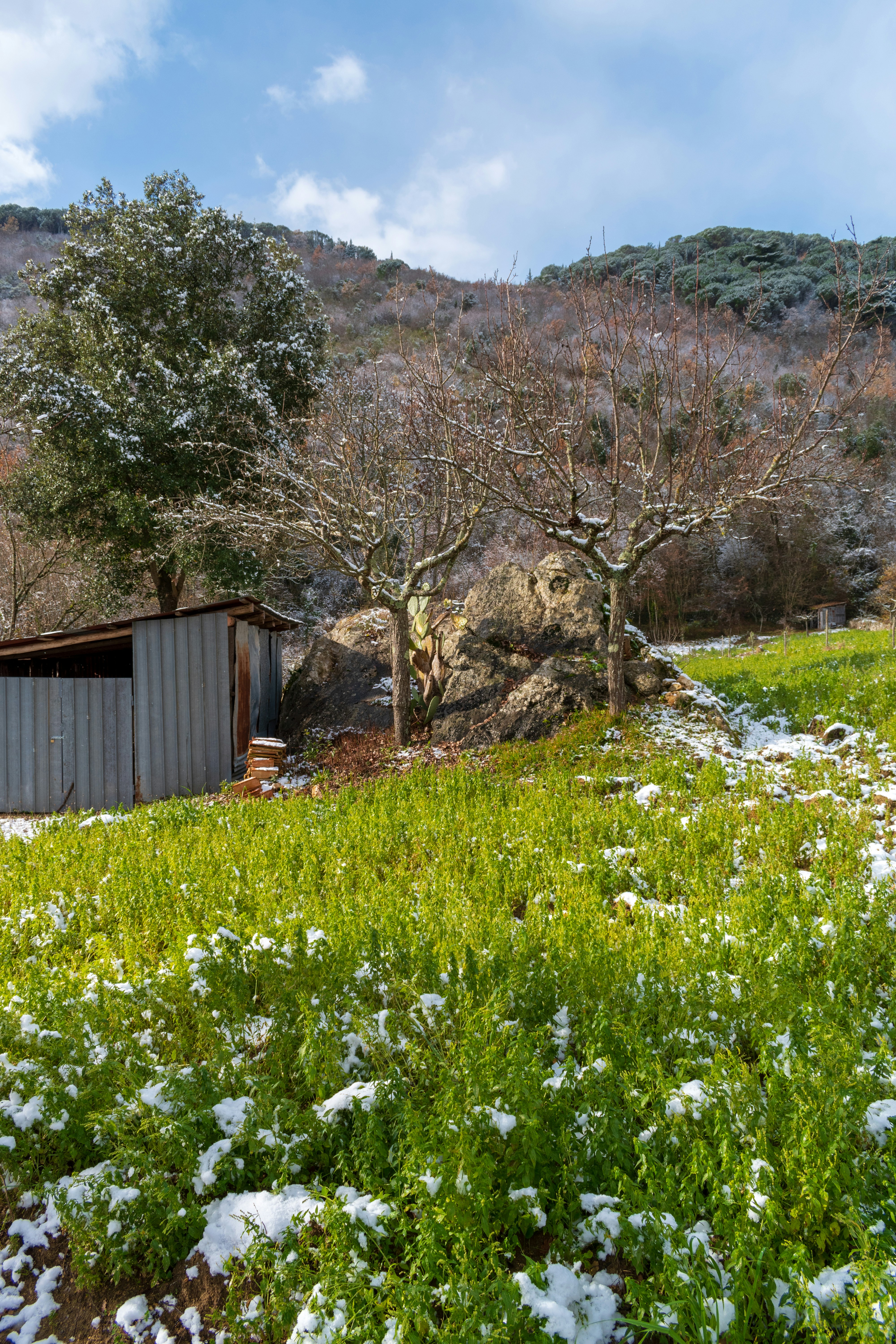 Winter's Embrace on Rustic Homestead