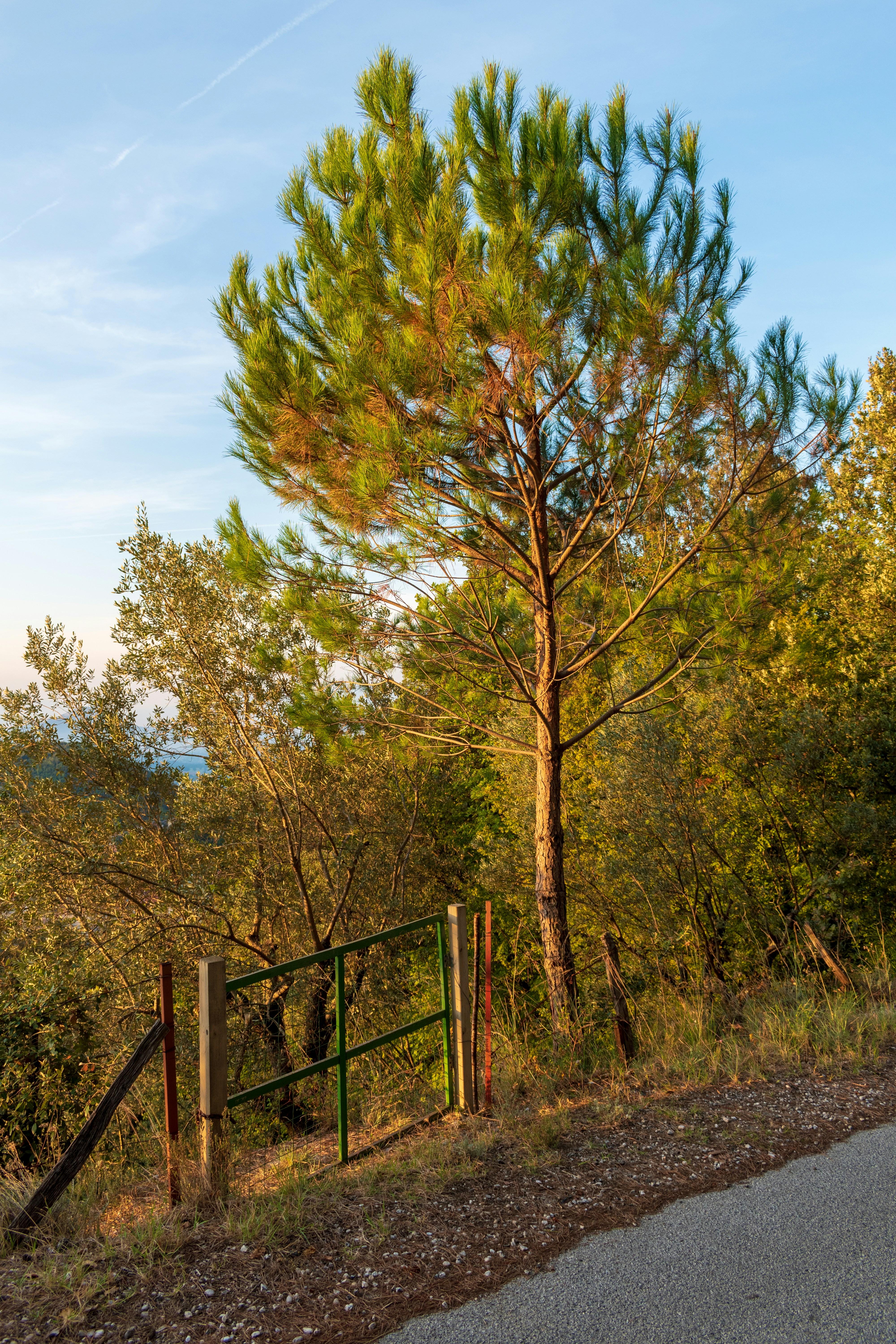 Serenity Beyond the Gate