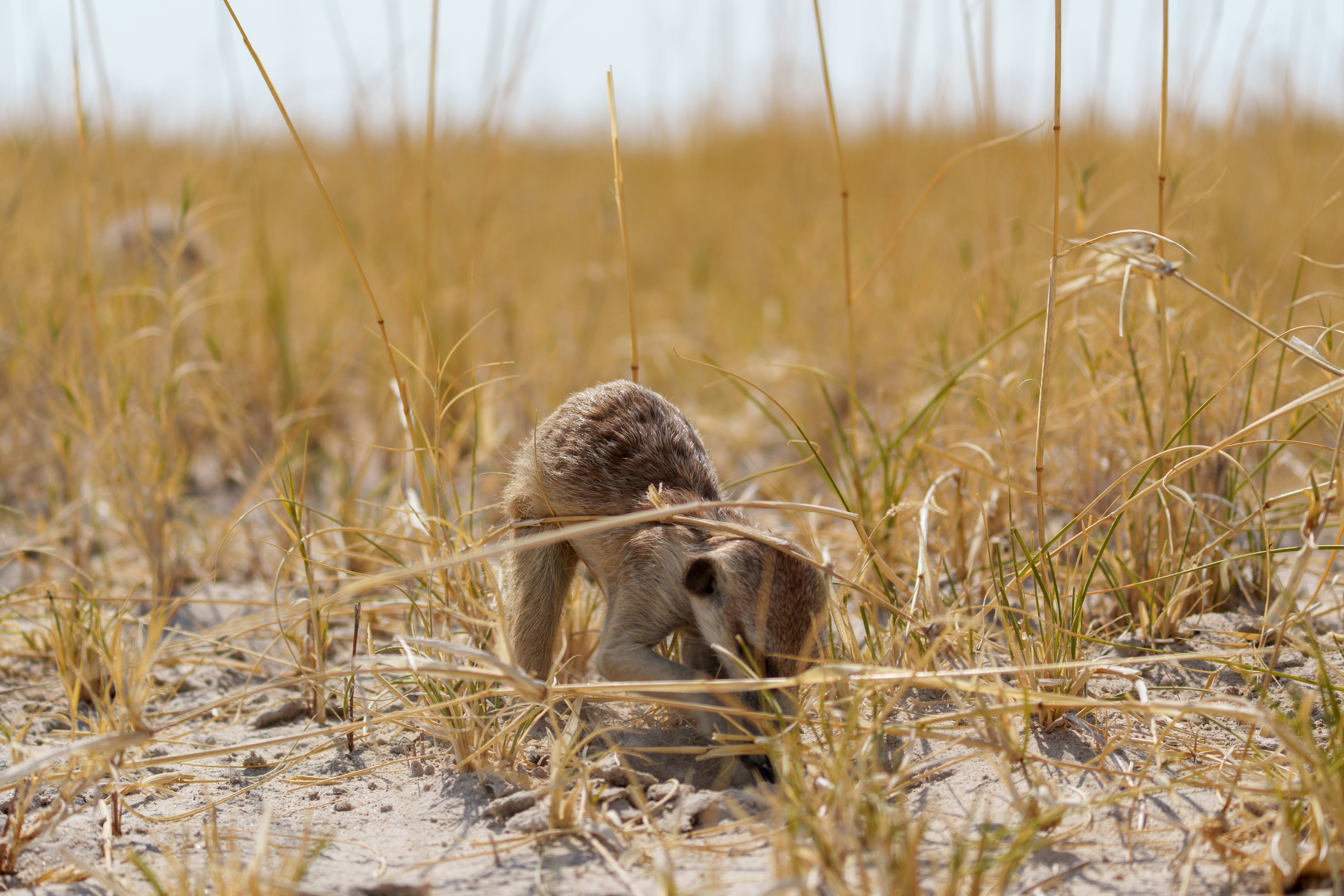 Inquisitive Forager in the Golden Grasses