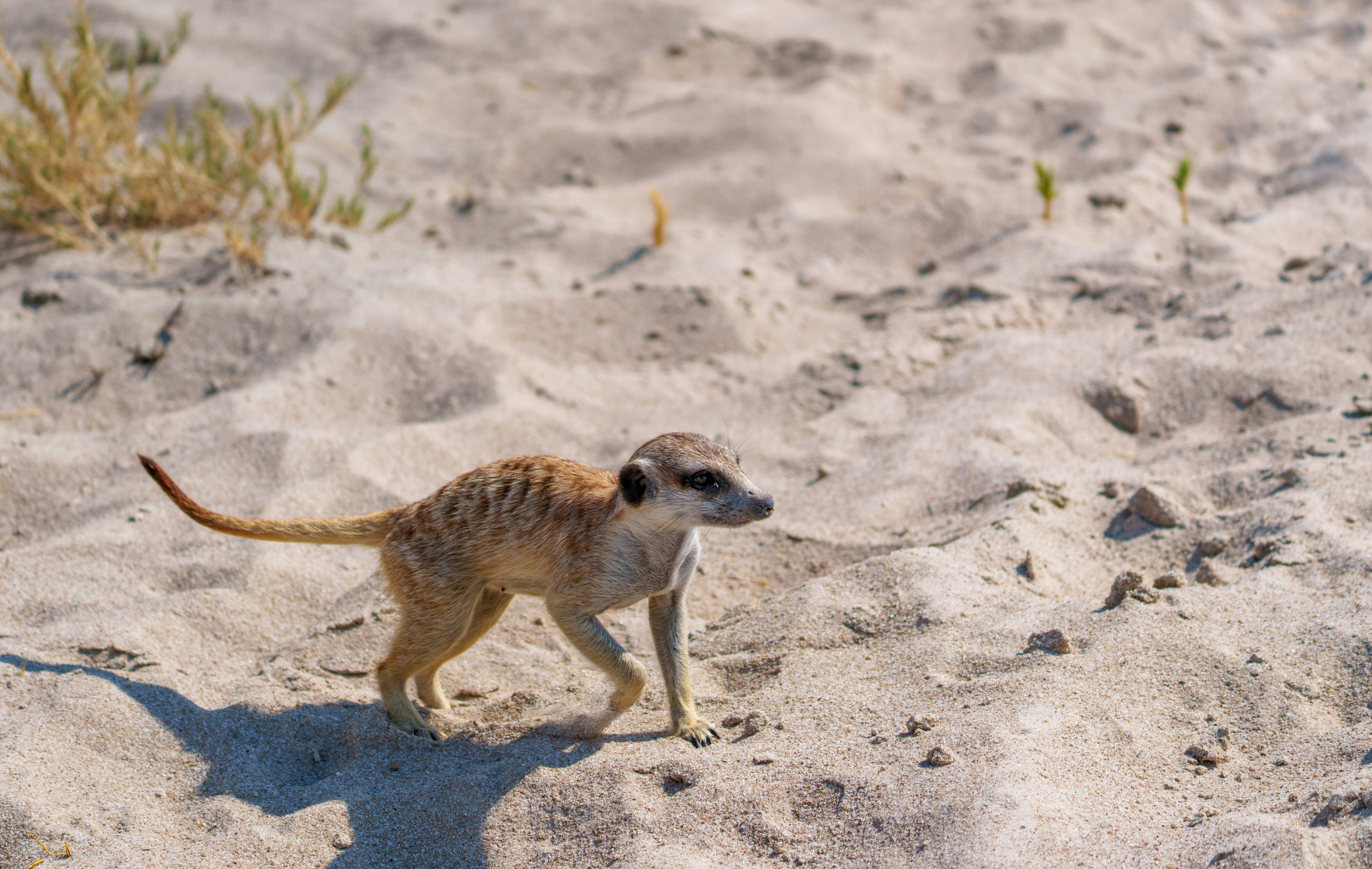 Vigilant Meerkat on a Sunlit Sand Plain