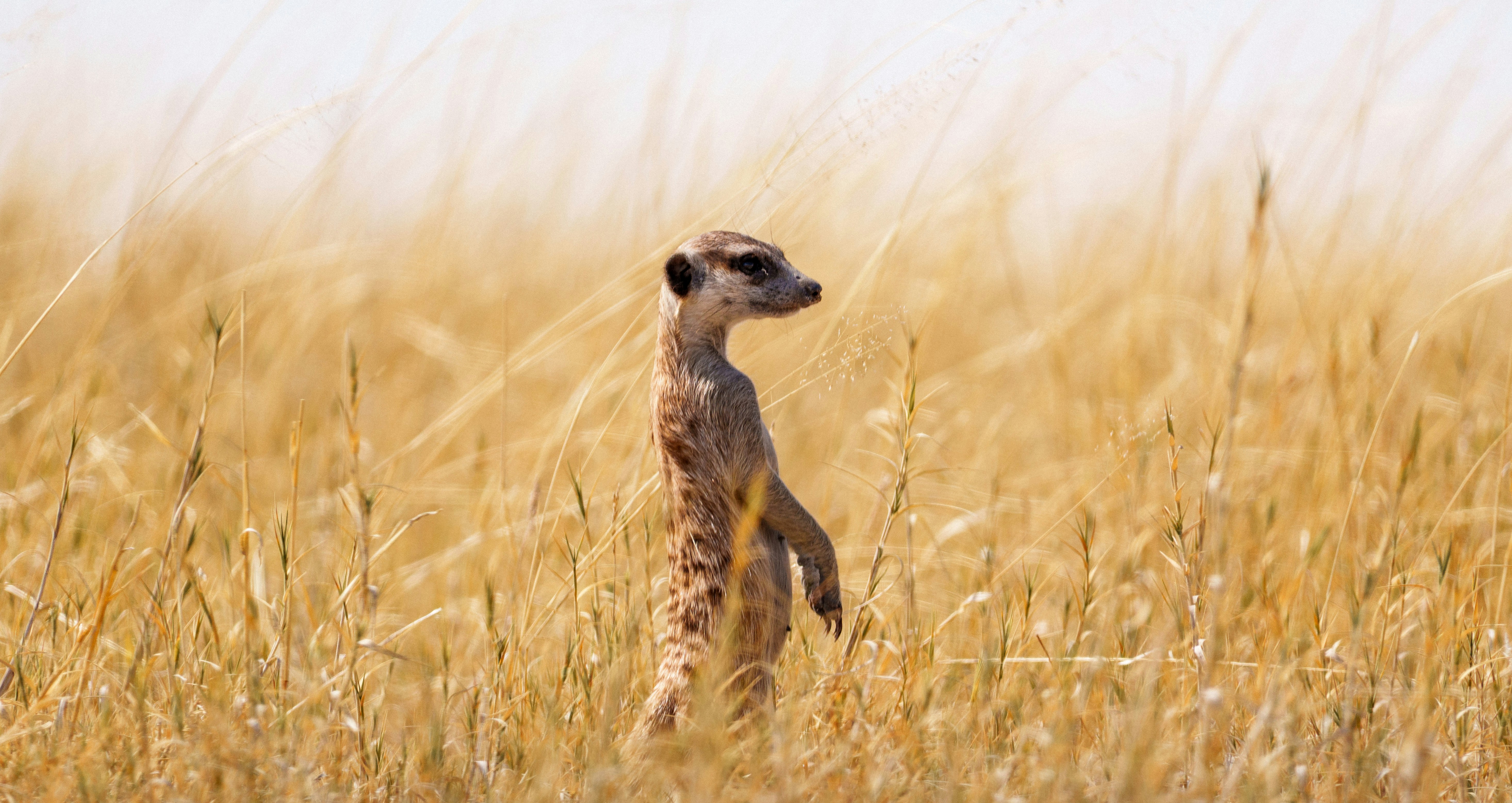 A meerkat stands alert in tall dry grass. photo – Free Animal Image on ...