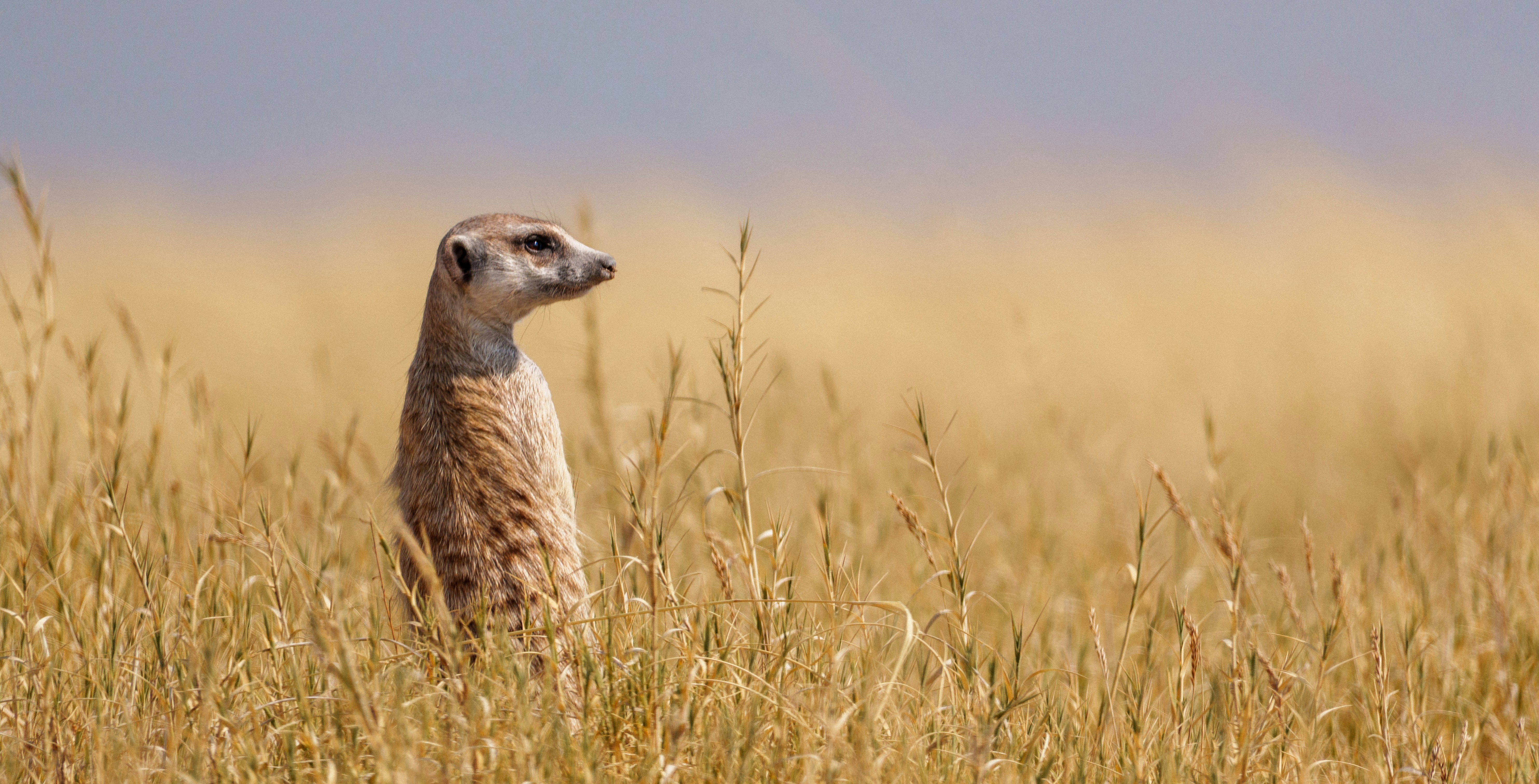 Sentinel in the Golden Grass: a meerkat surveys the wide savanna