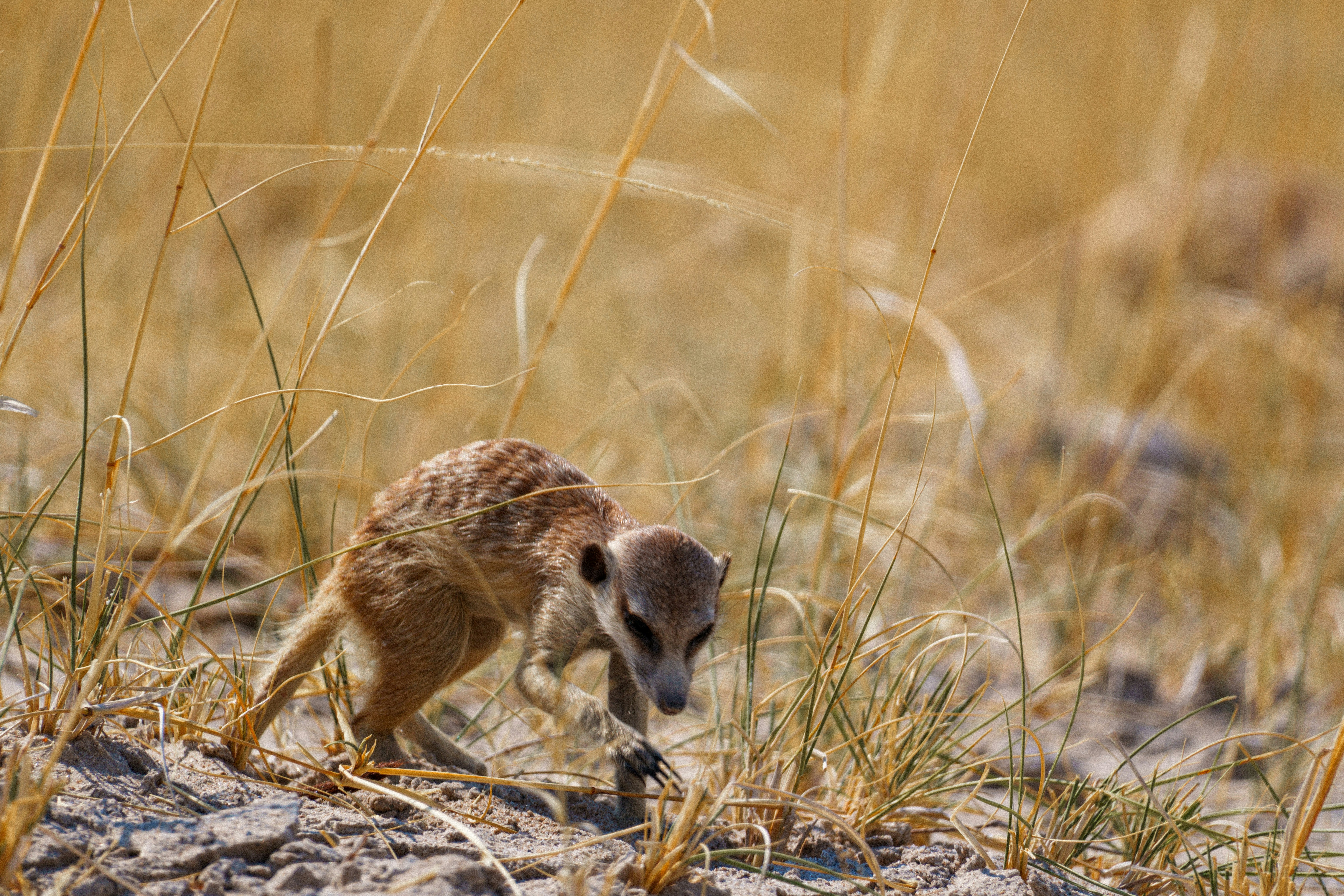 The Curious Forager: A Meerkat's Journey