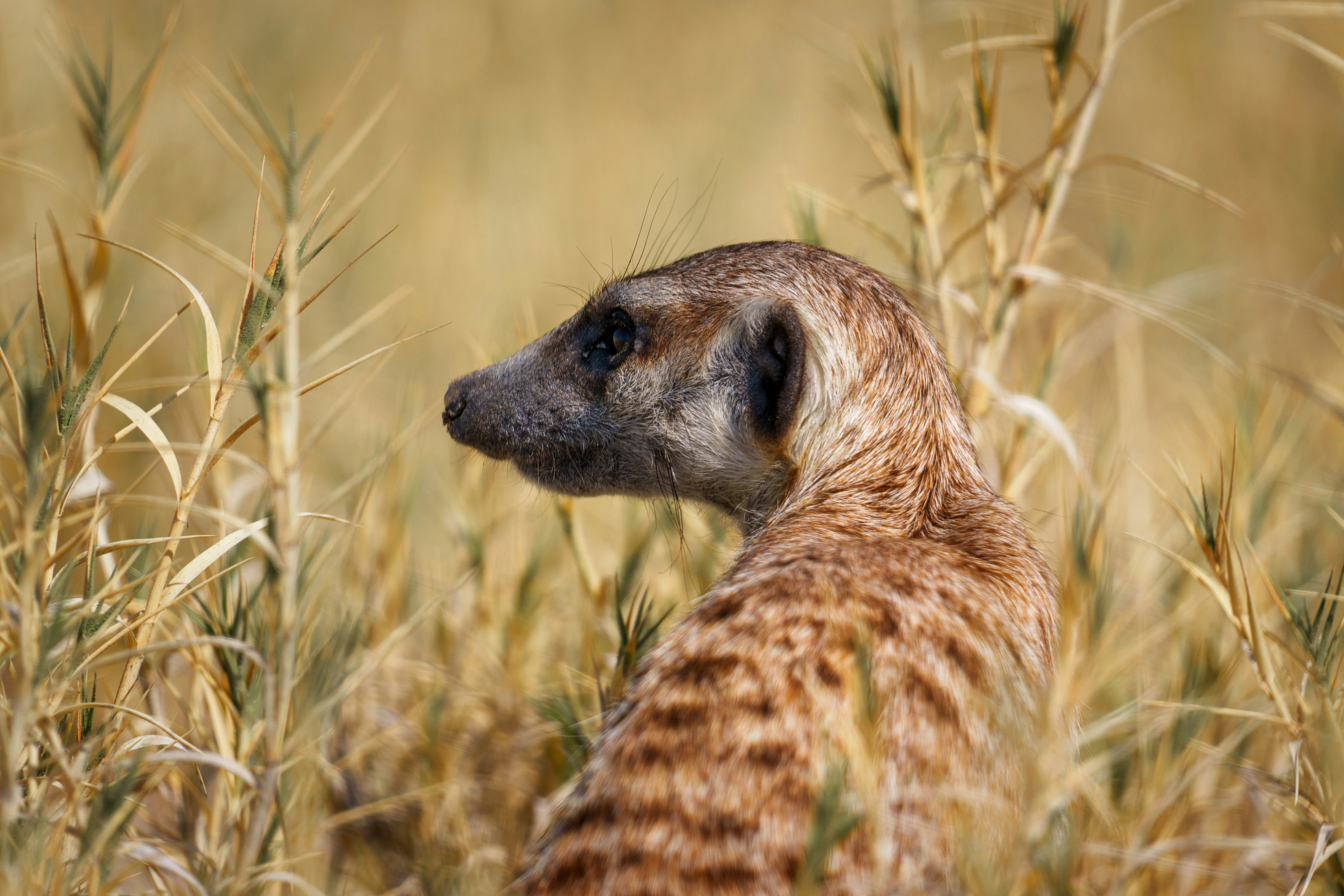 Vigil in the Golden Grass: a Meerkat's Quiet Watch