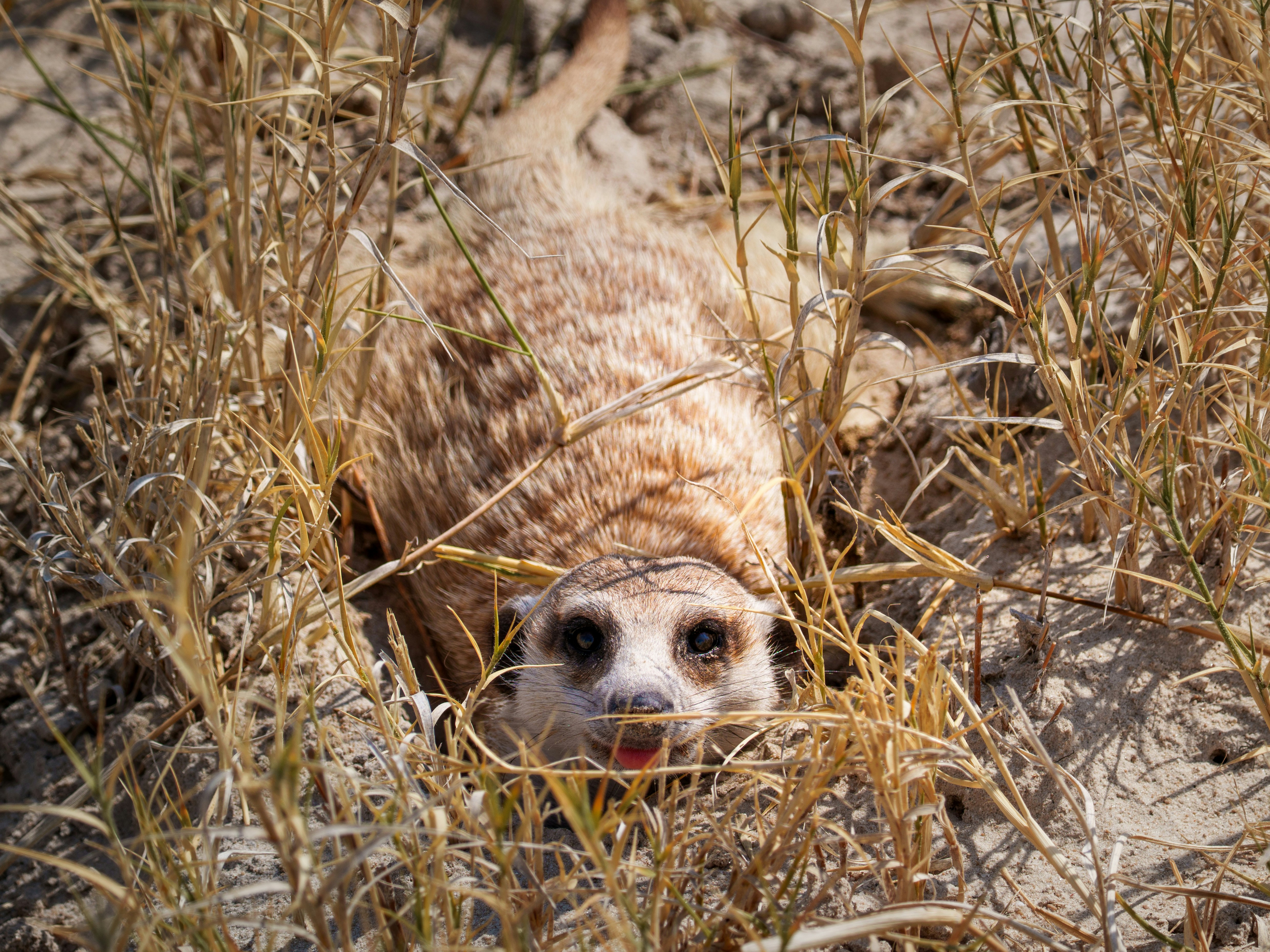 The Curious Sentinel of the Savanna