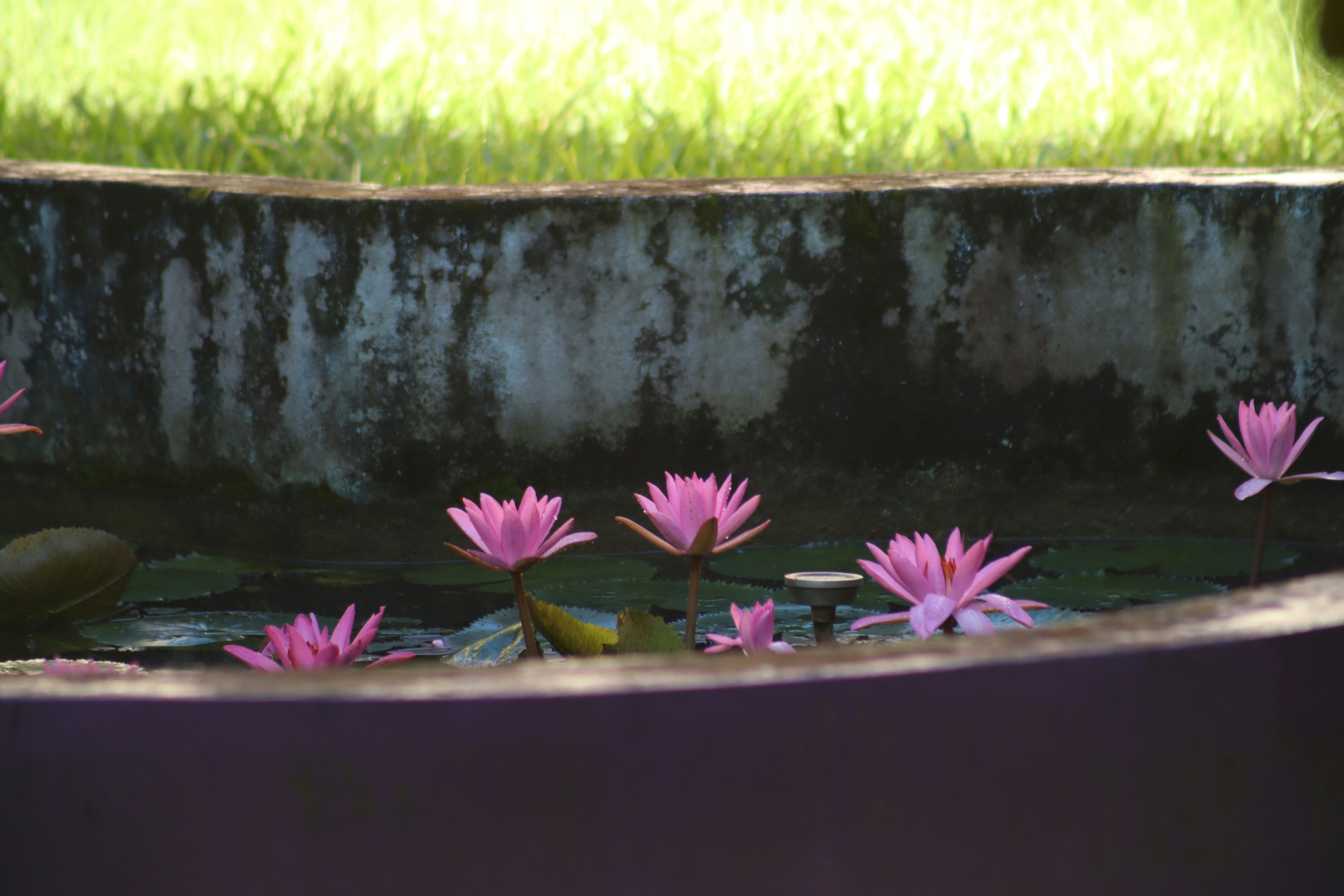 Serenity in Bloom: The Water Lily Oasis