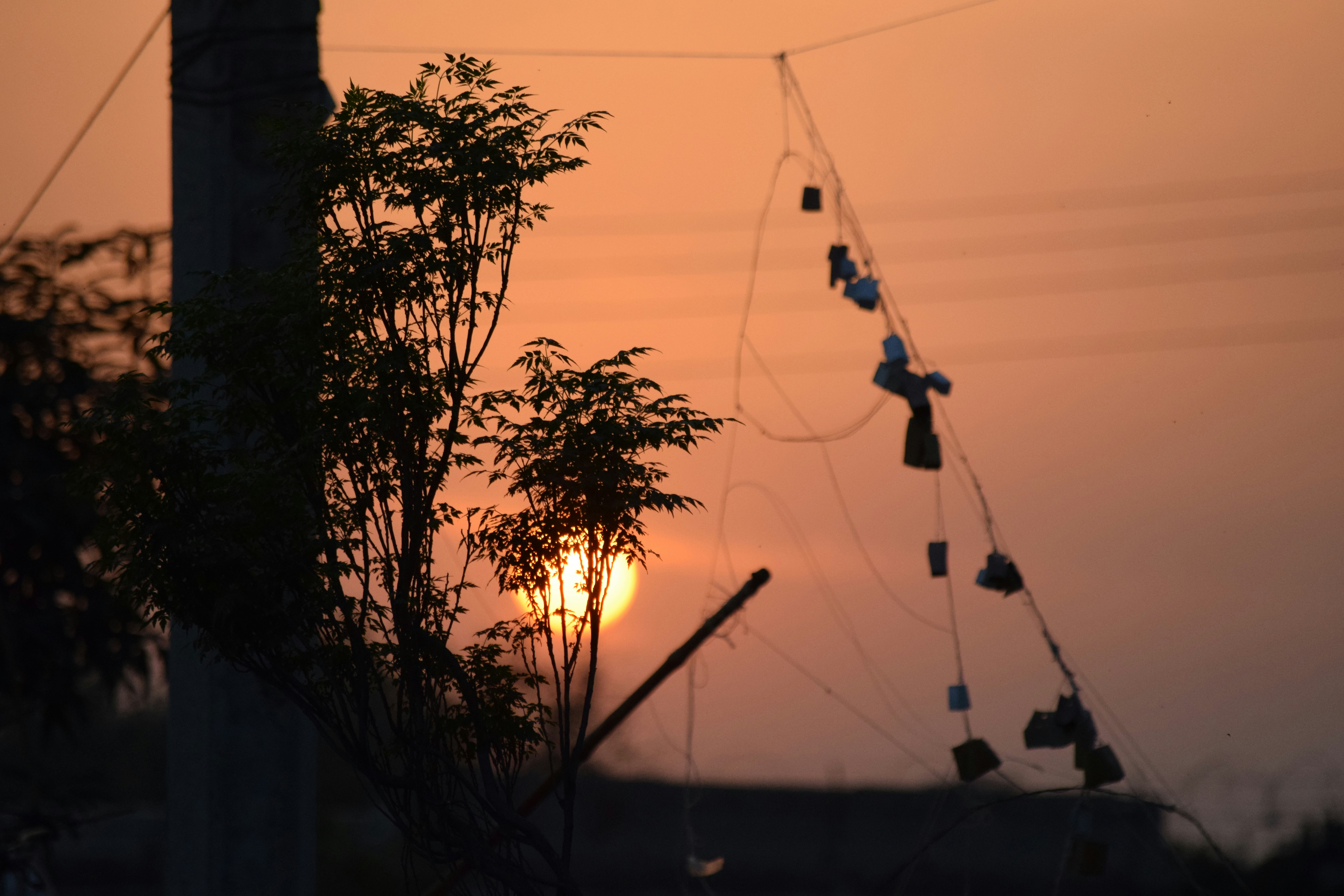 Whispers of Dusk: Nature's Silhouette