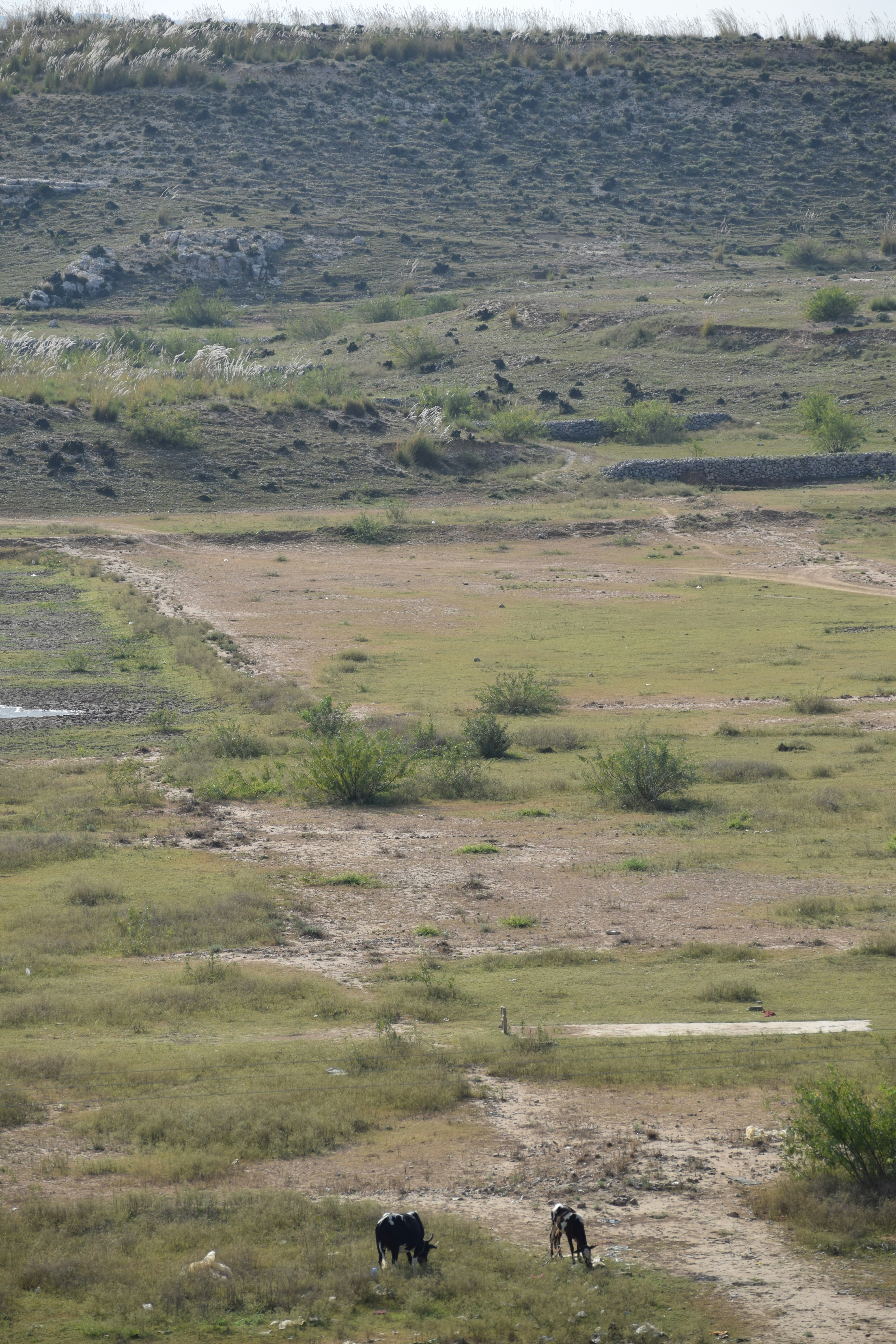 Two cows grazing in a dry, grassy field.