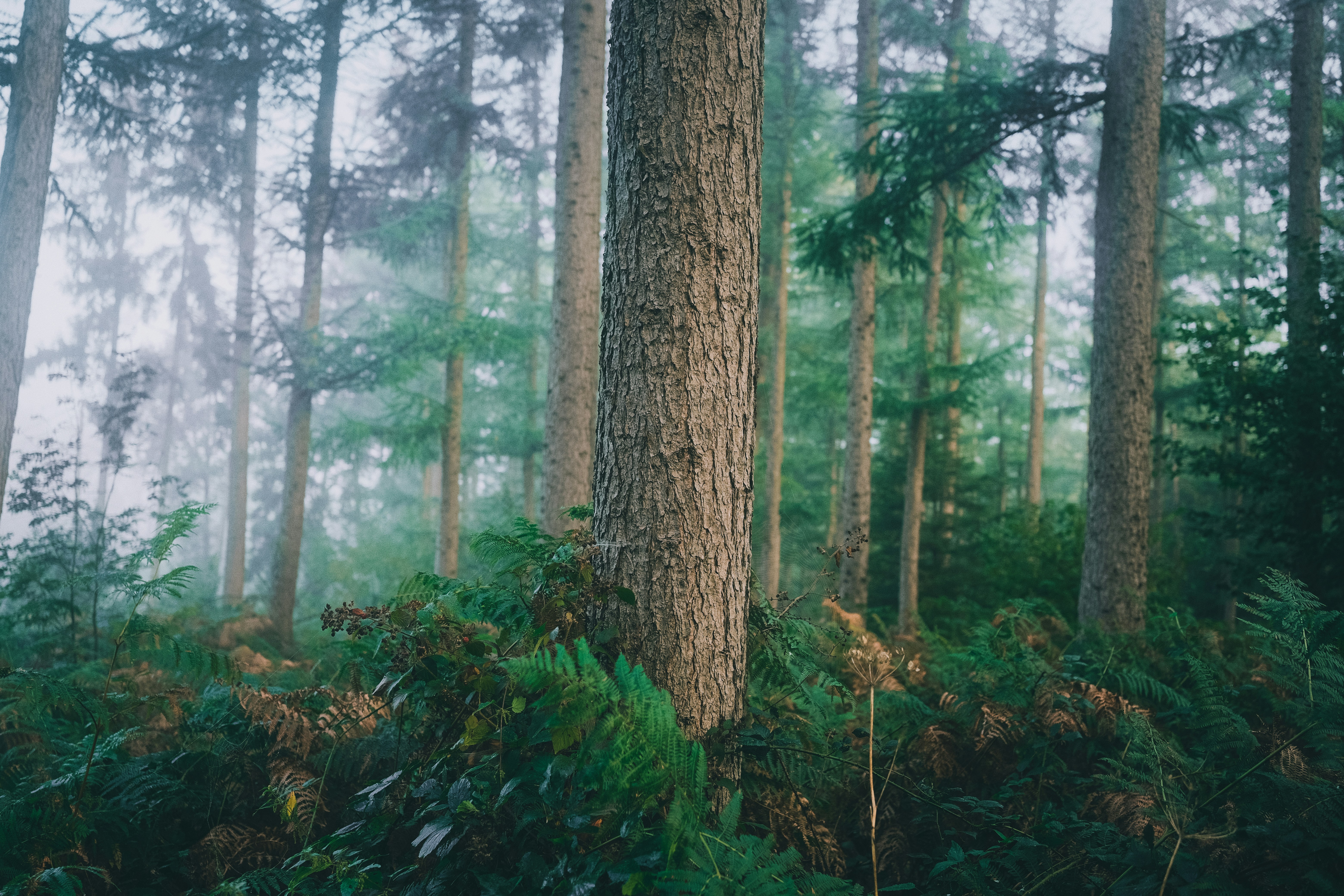 Misty forest with tall trees and lush green foliage.