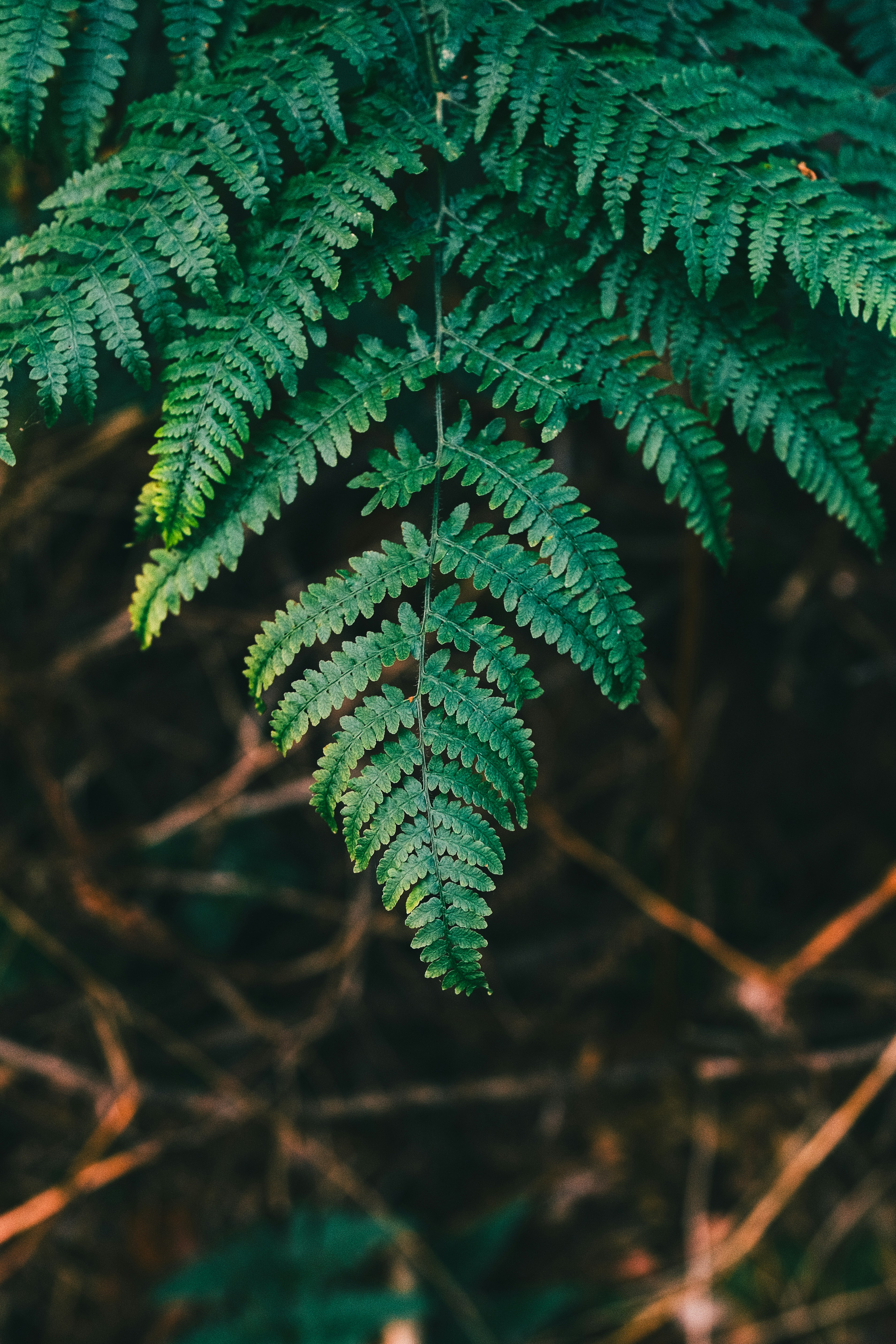 Close-up of a green fern leaf in a forest
