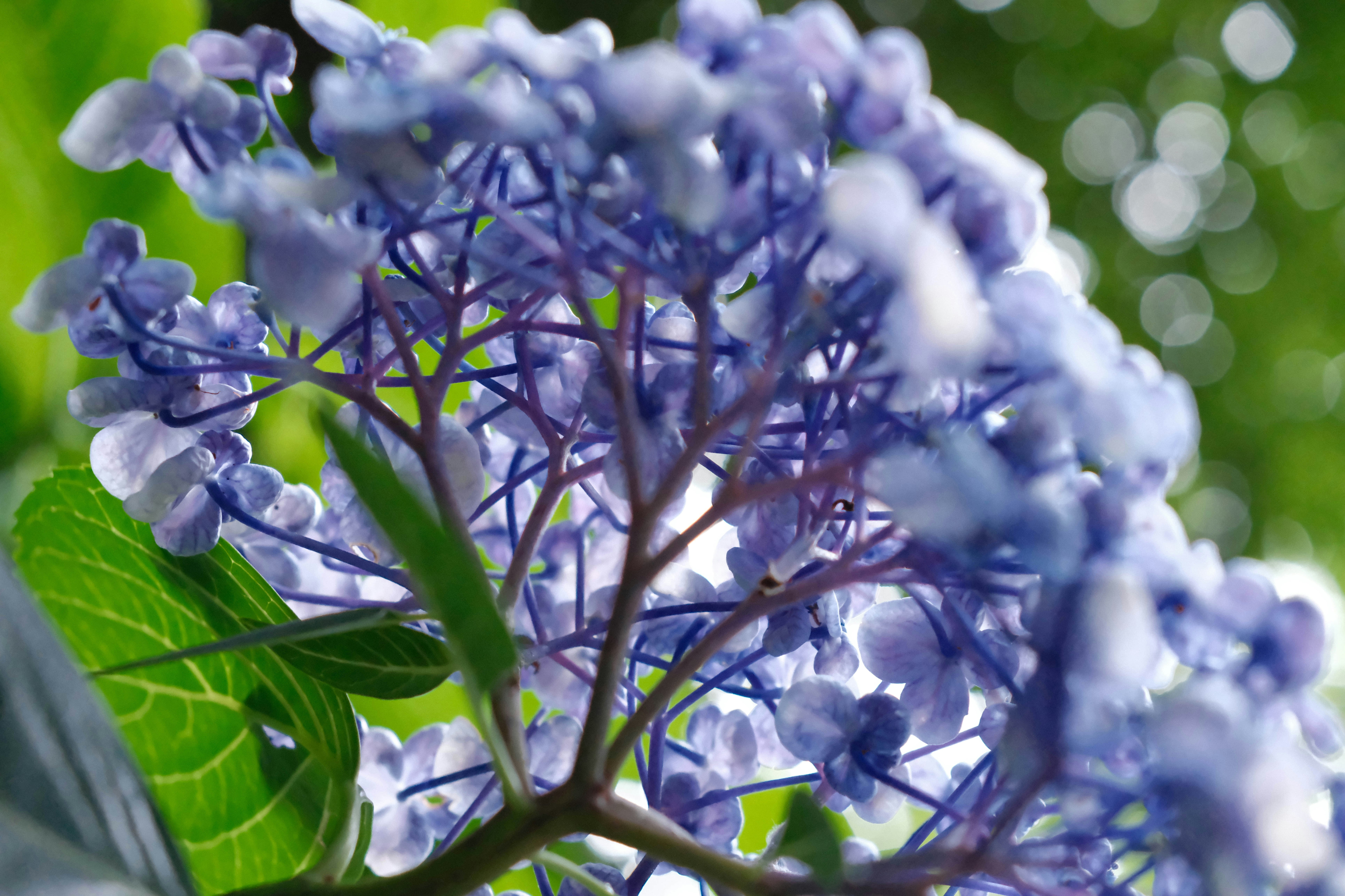 Whispers of Nature: A Floral Symphony