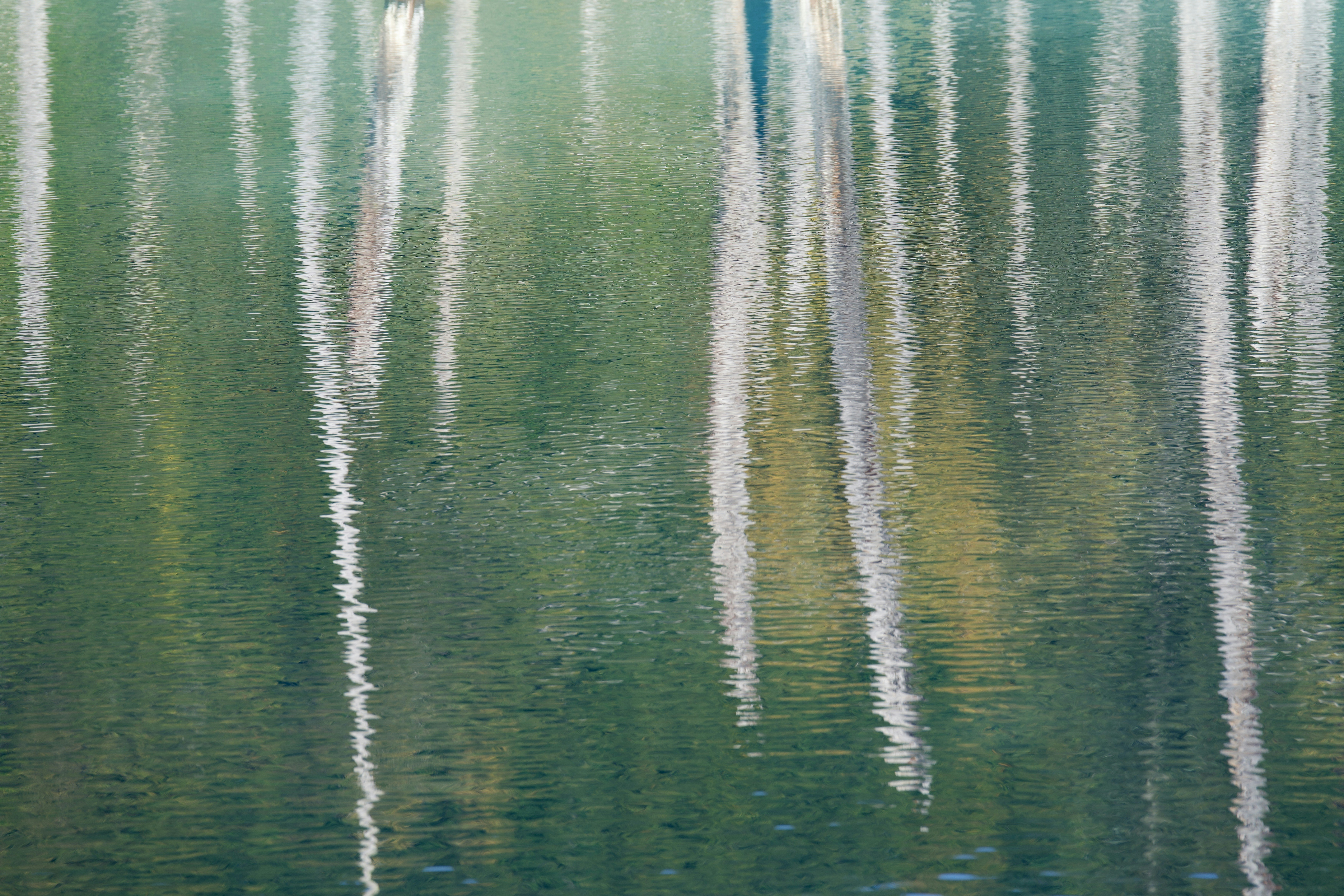 Abstract reflection of trees on water surface