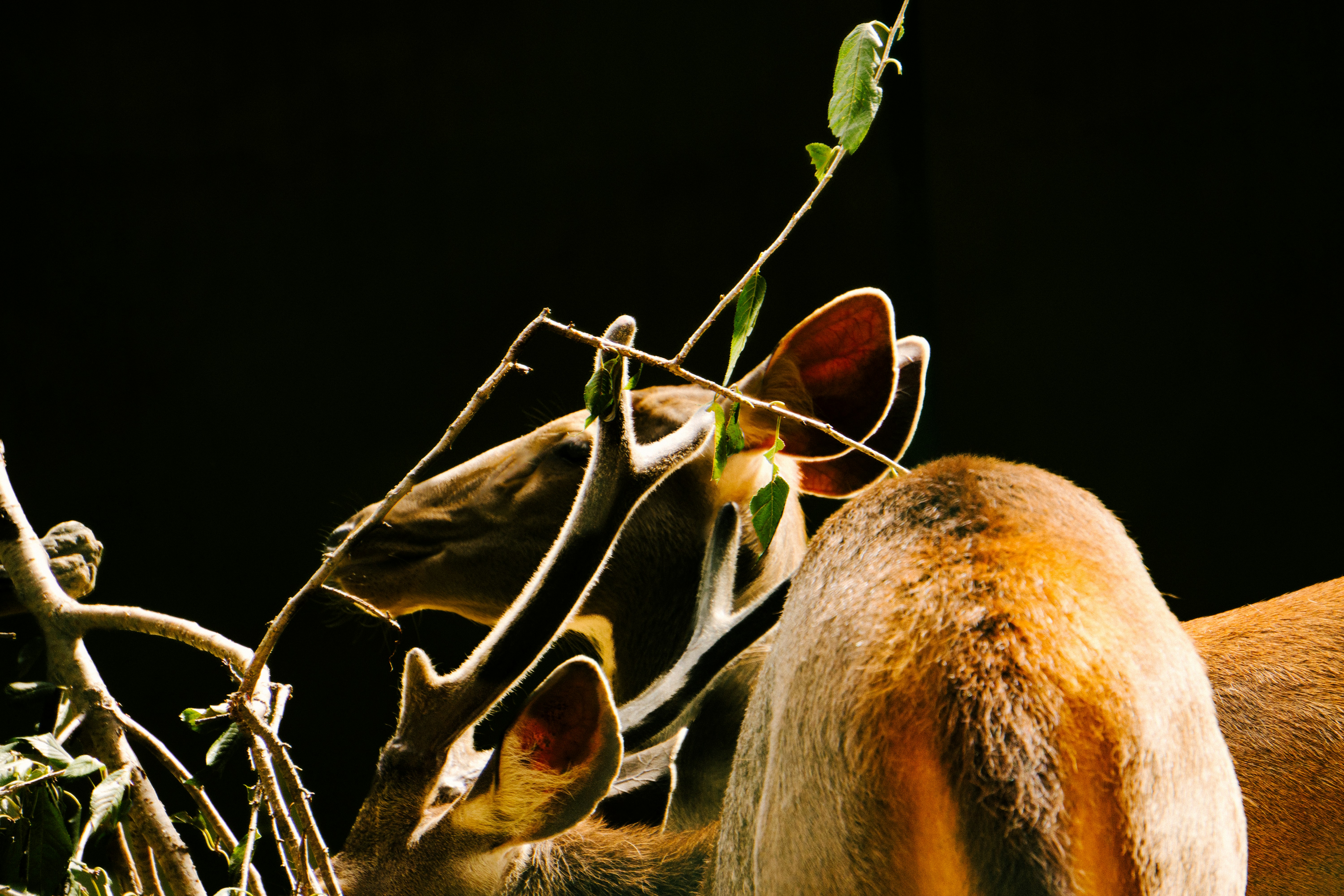 Deer with antlers in a dark forest setting