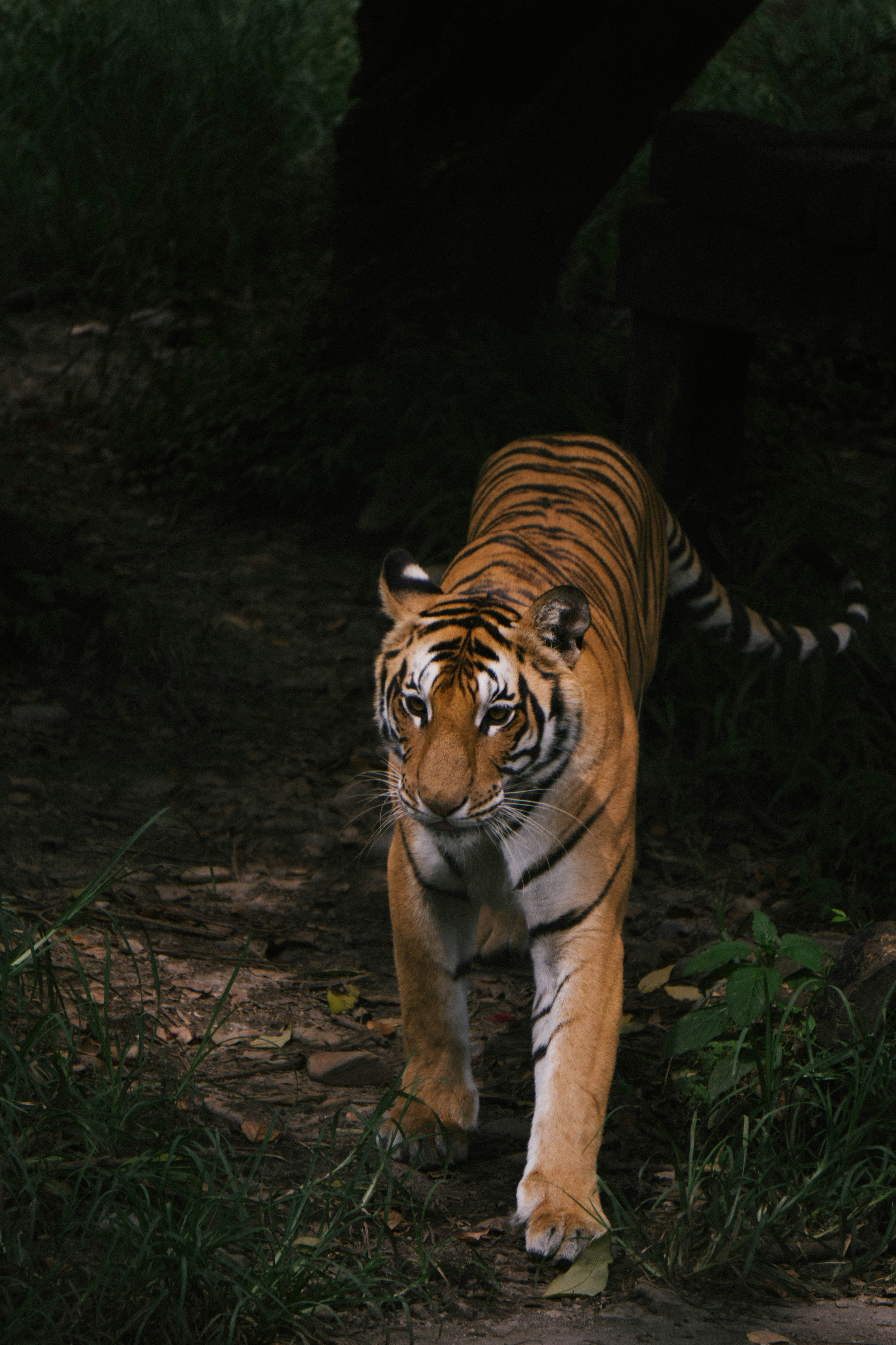 Tiger walking through dark forest foliage