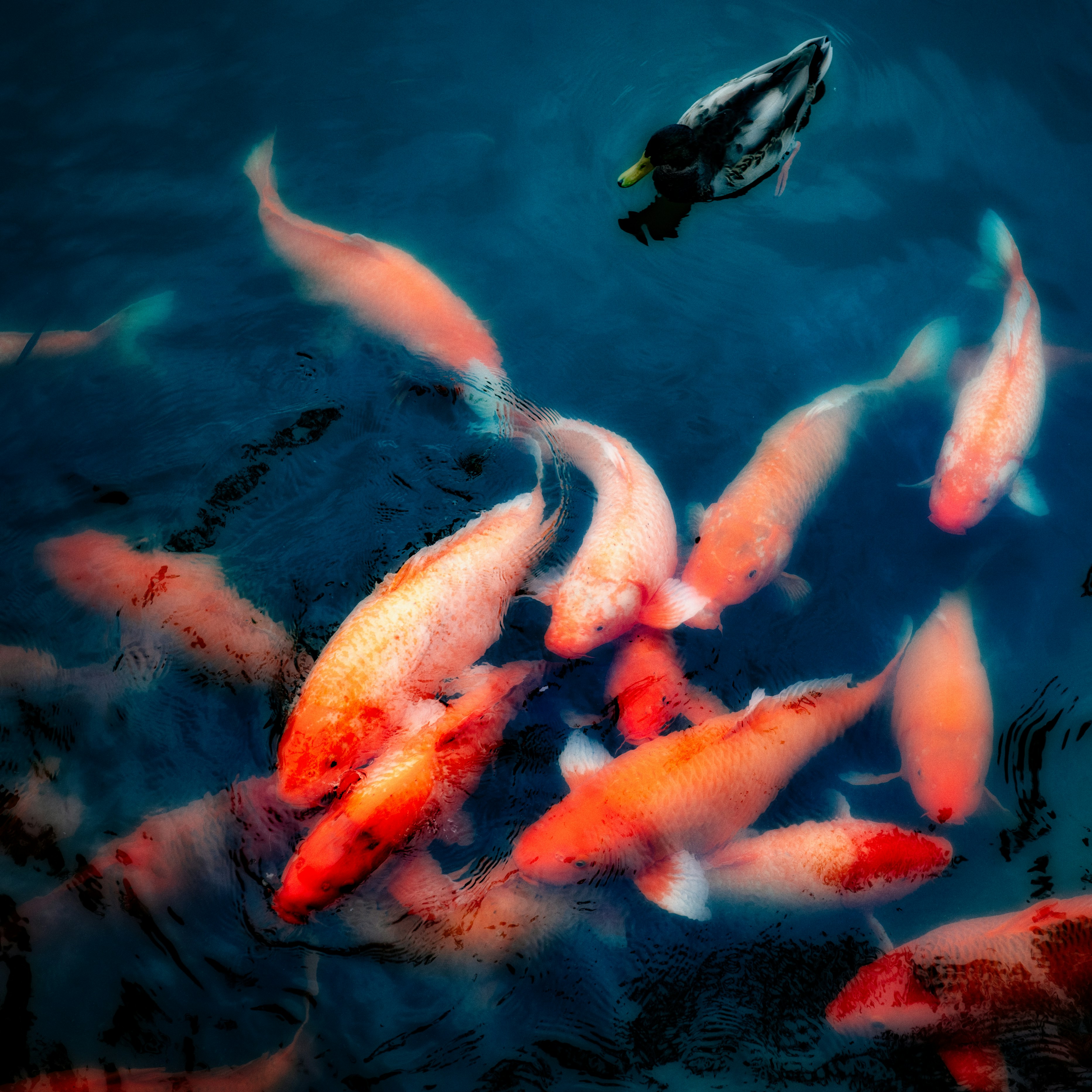 Fish and ducks in the water | A school of colorful koi fish swimming in dark water.