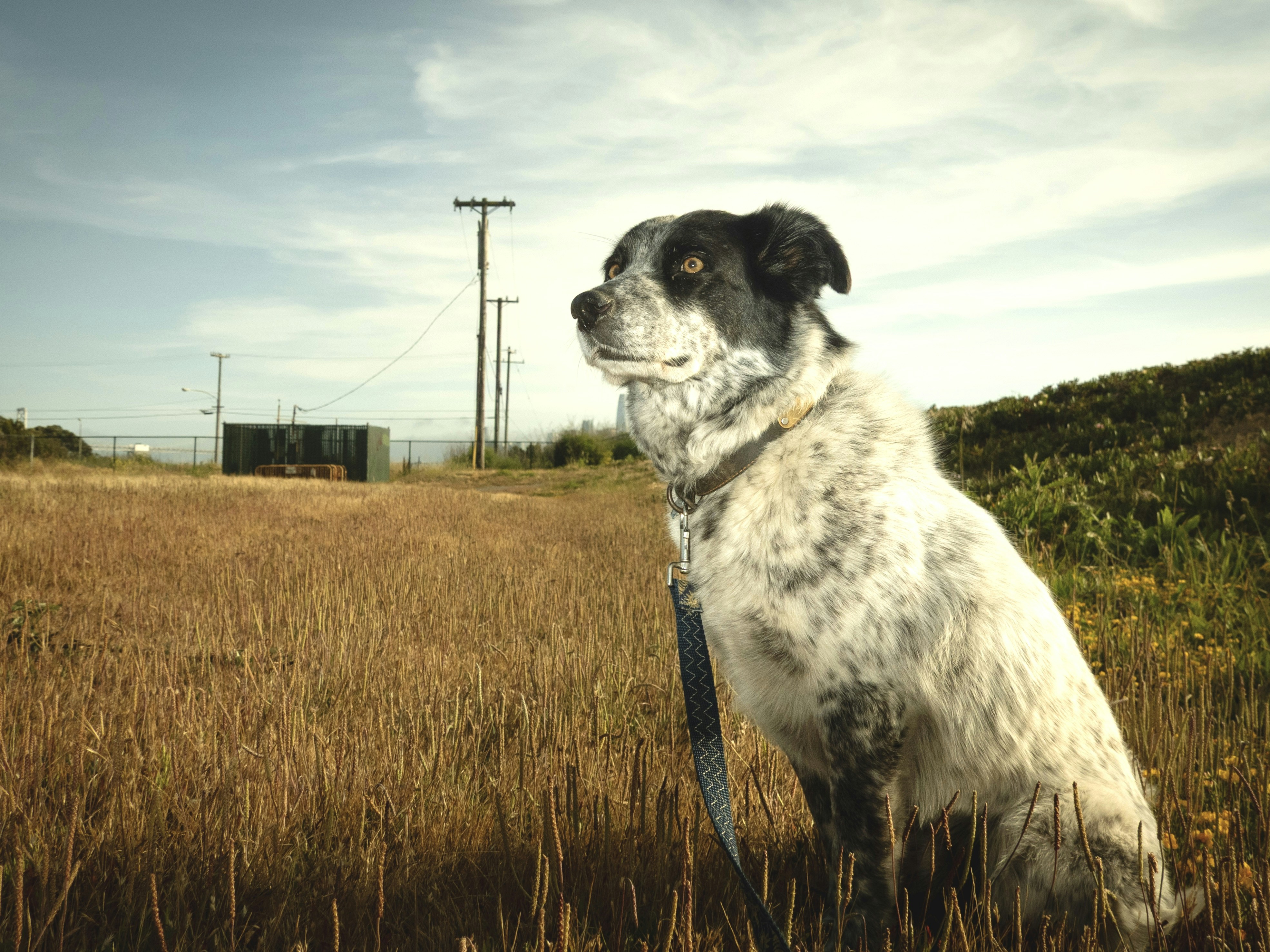 A loyal dog sits attentively in a sunlit meadow, surrounded by tall grass and distant power lines. The scene captures a moment of serene companionship.
