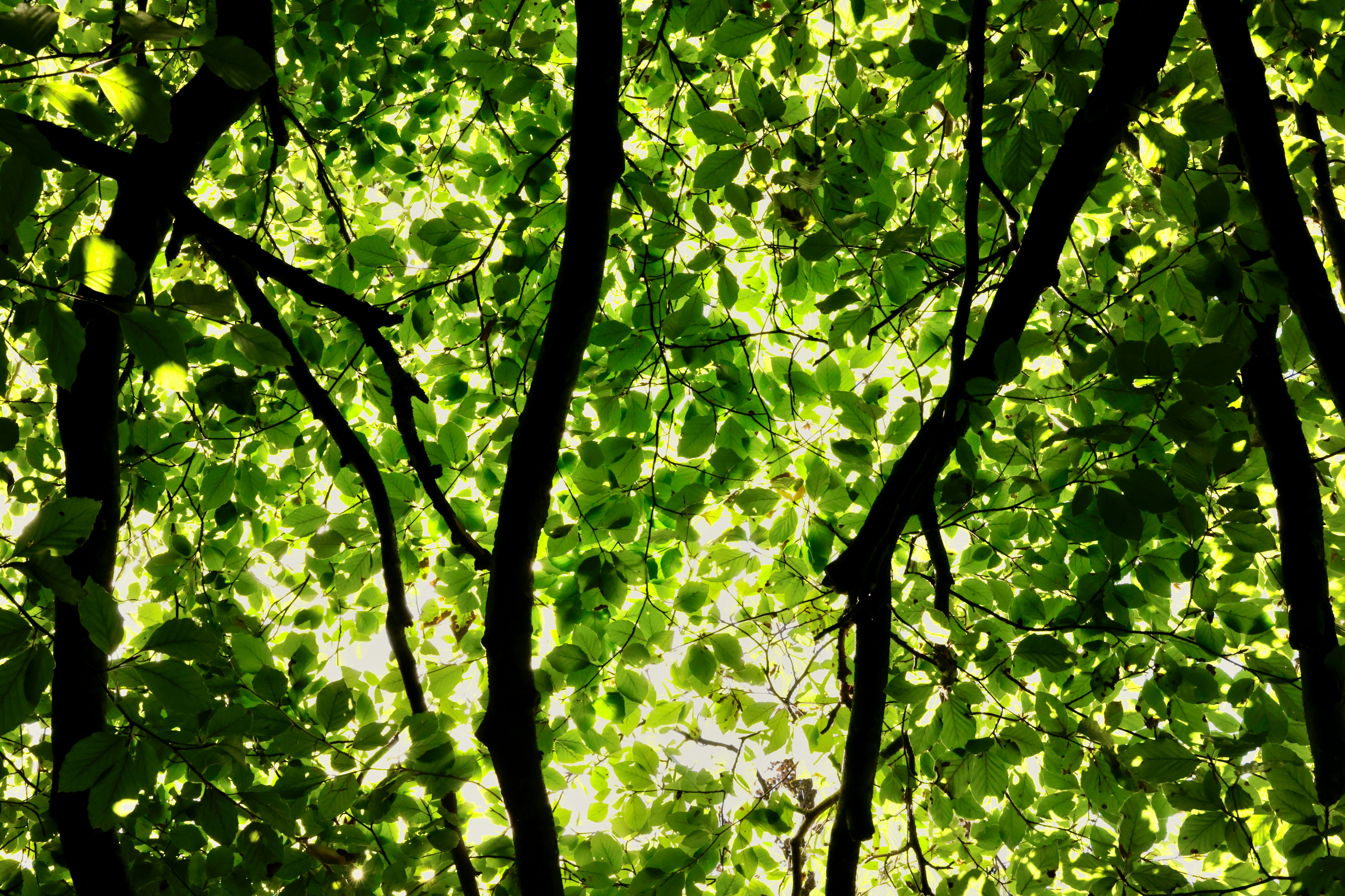 Sunlight filtering through green forest leaves and branches.