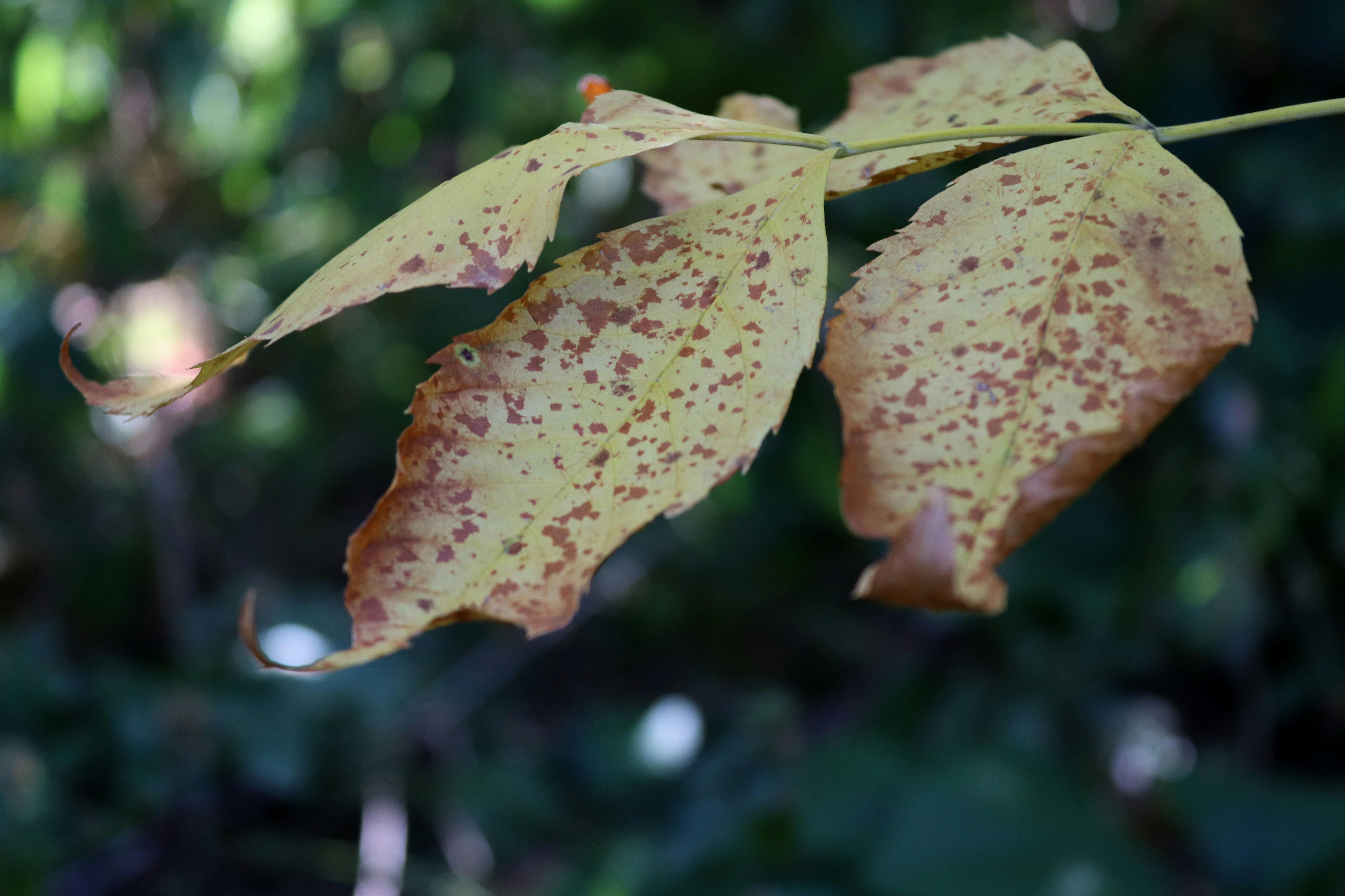 Photo by Julia Ly with Canon EOS 200D