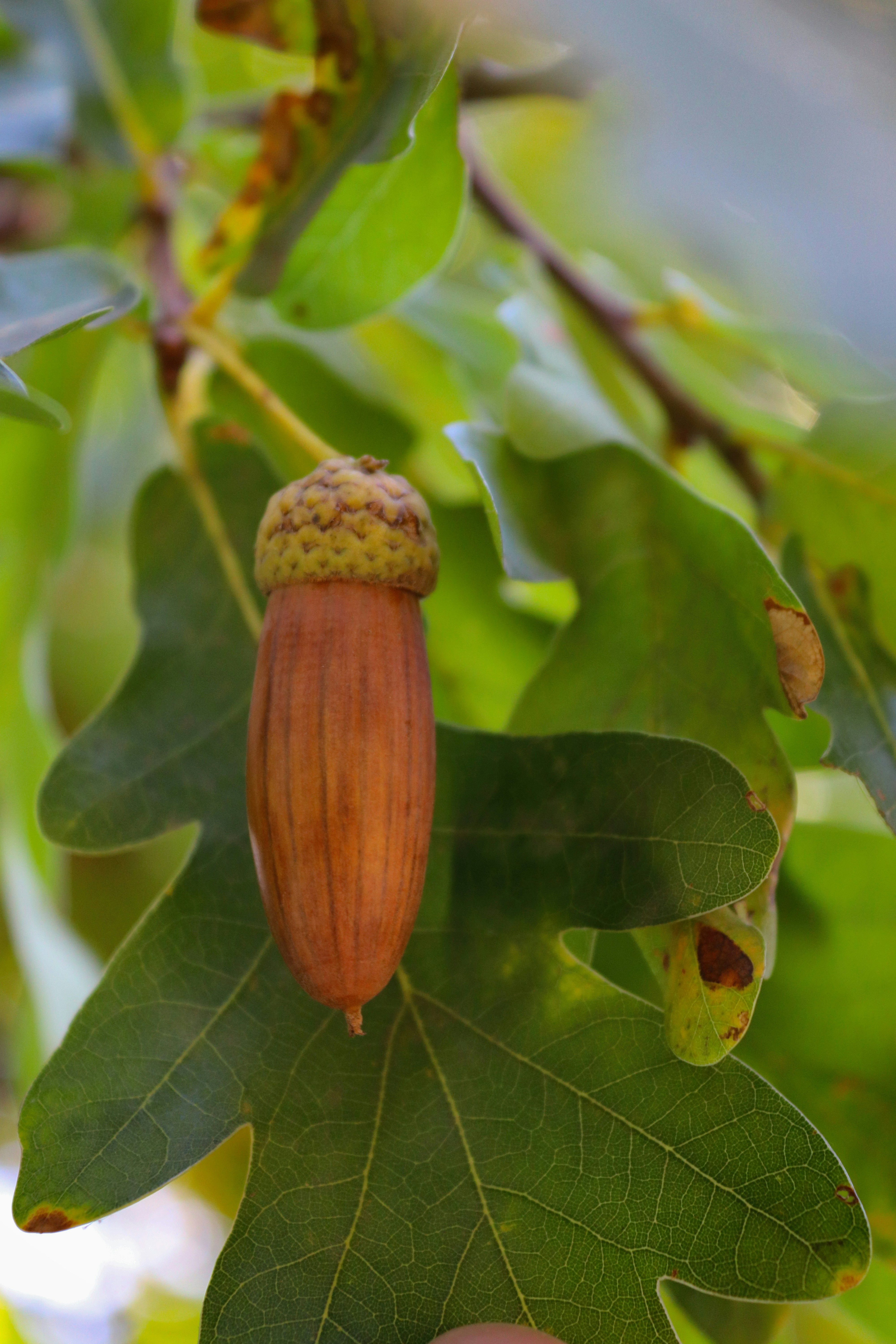 An acorn hangs from an oak tree branch