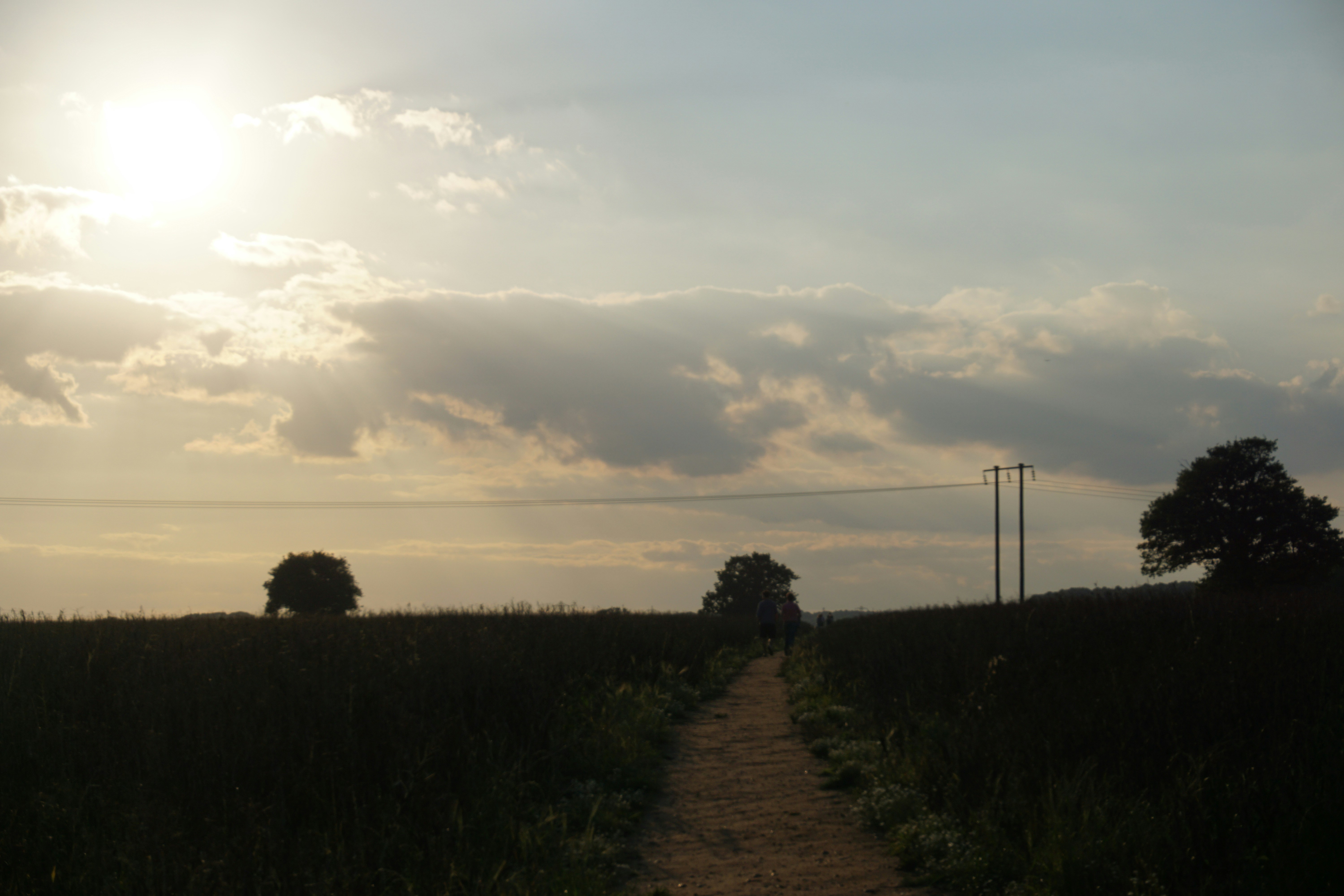 Pathway to Serenity: A Journey Through Nature's Canvas