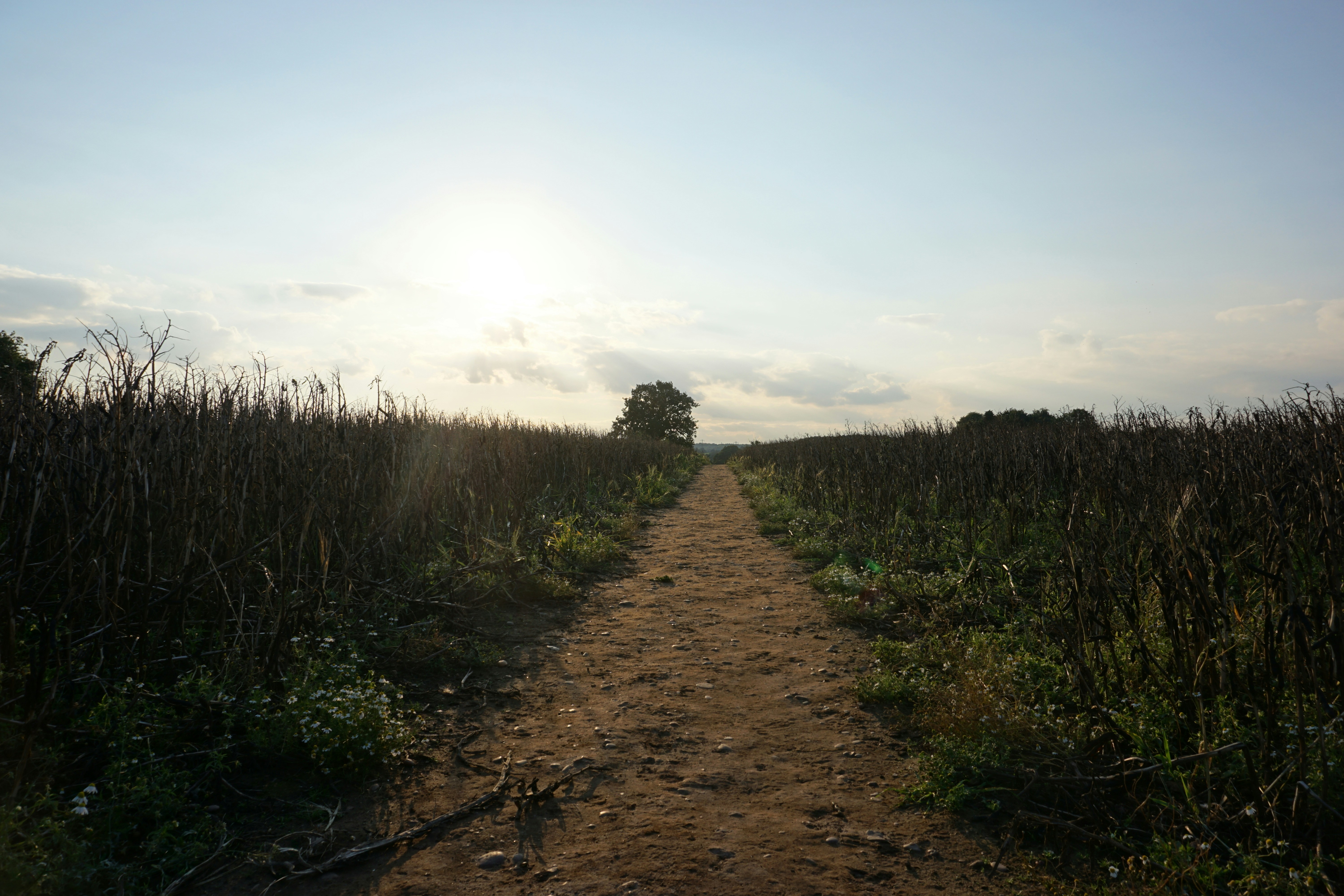 Dirt pathway flanked by dry vegetation under a soft, glowing sky at sunset.