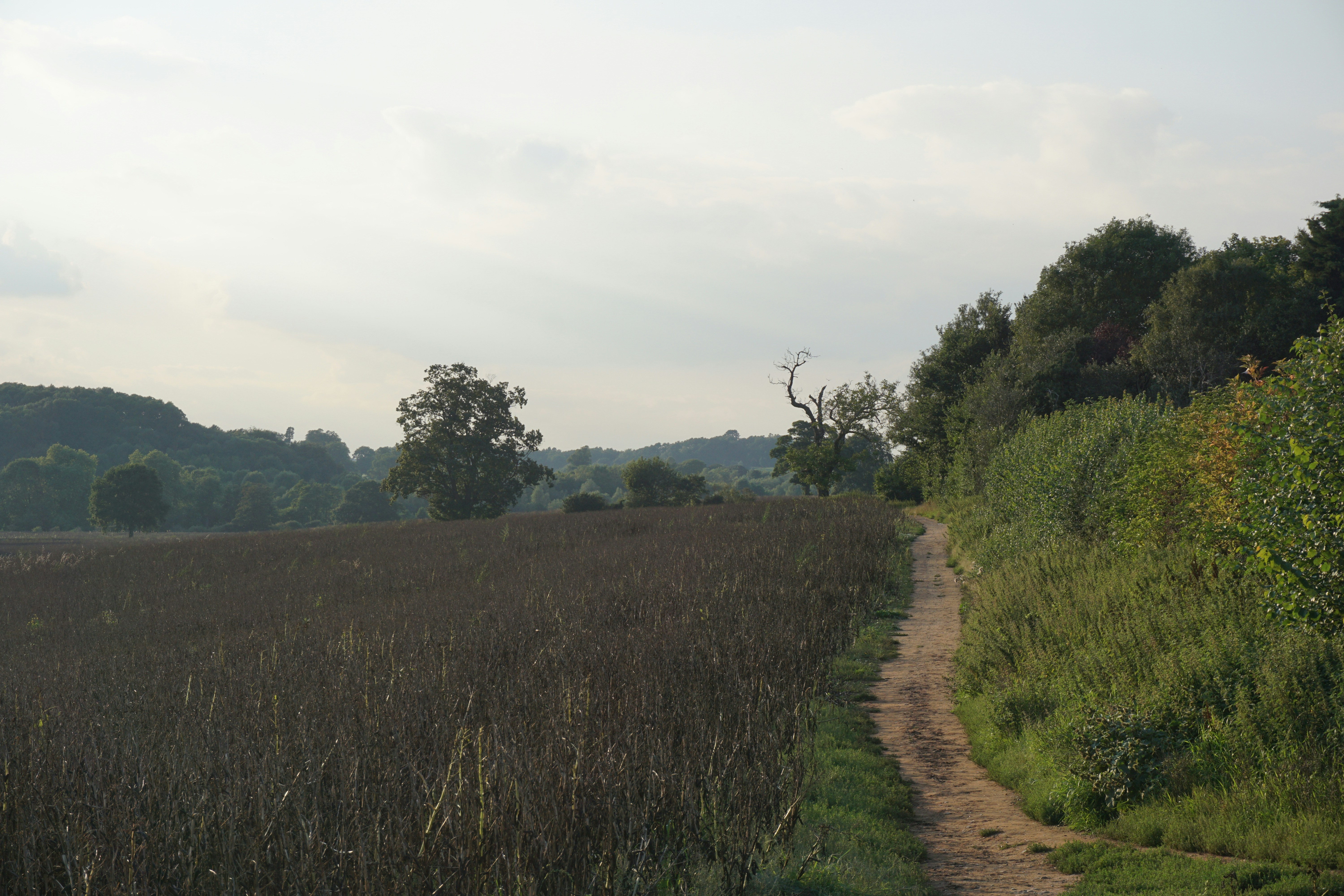 A dirt path leads through a dry field towards trees.