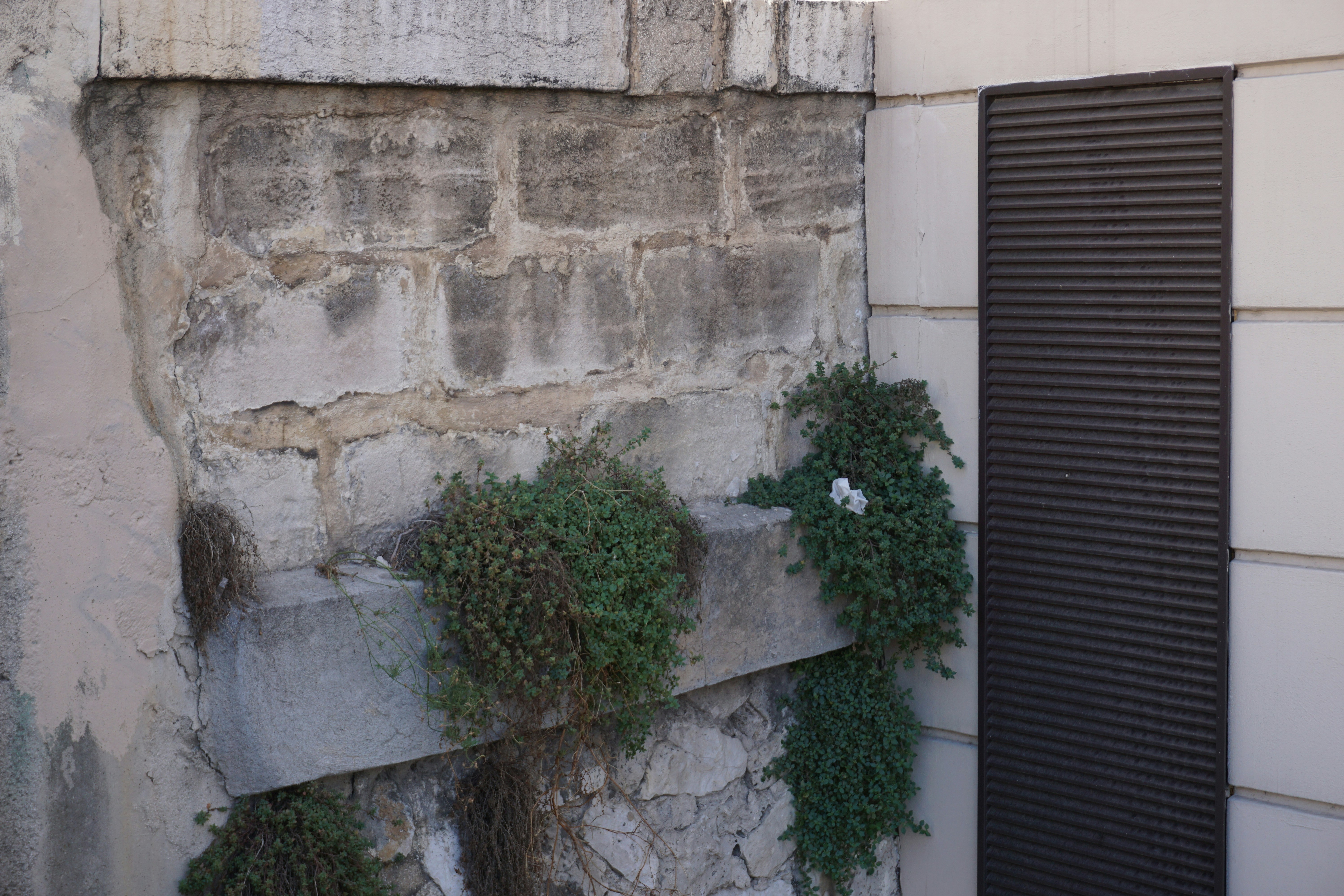 Green plants growing on a stone wall