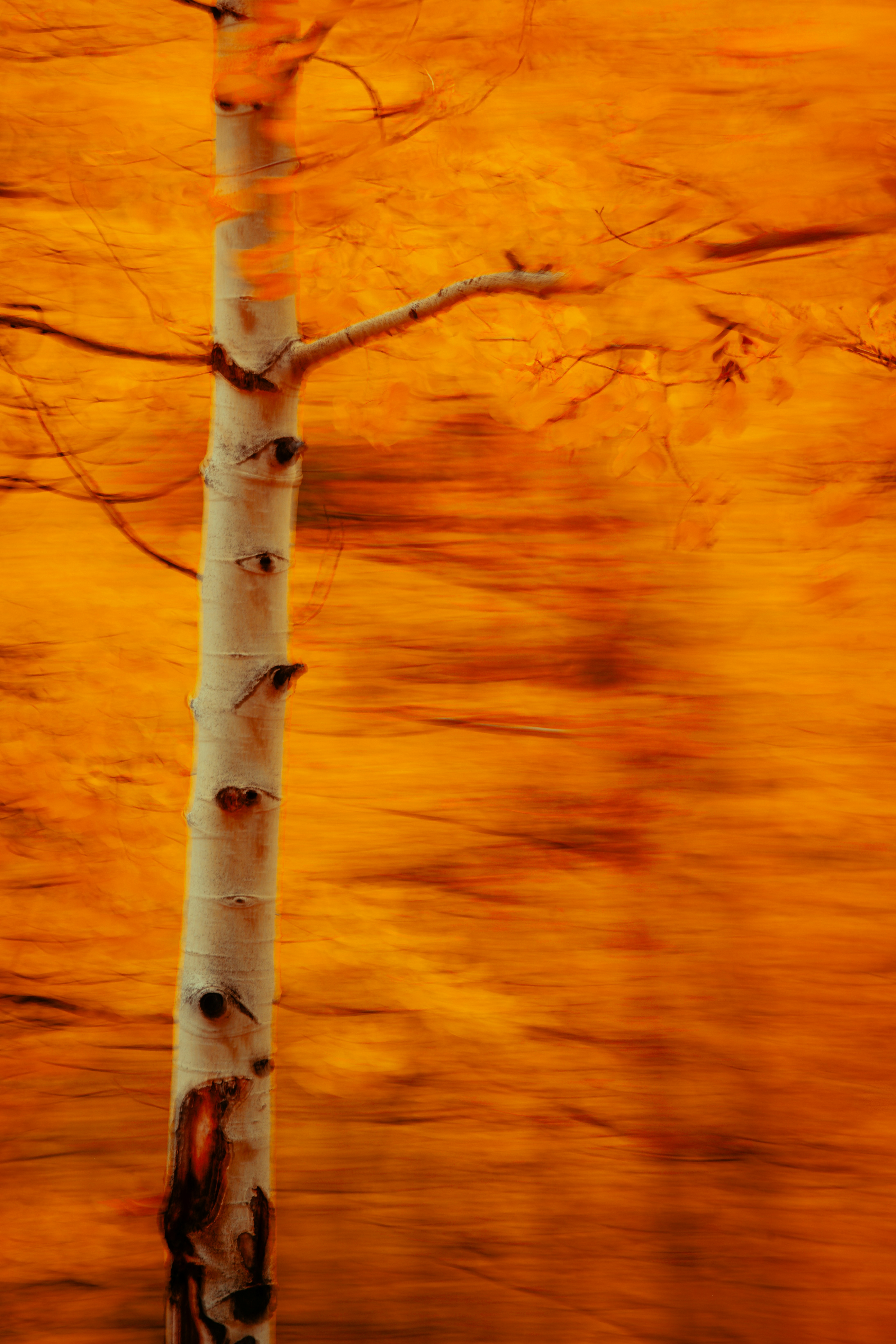 A blurred white birch tree stands amidst a vibrant backdrop of golden autumn foliage, capturing the essence of seasonal change.