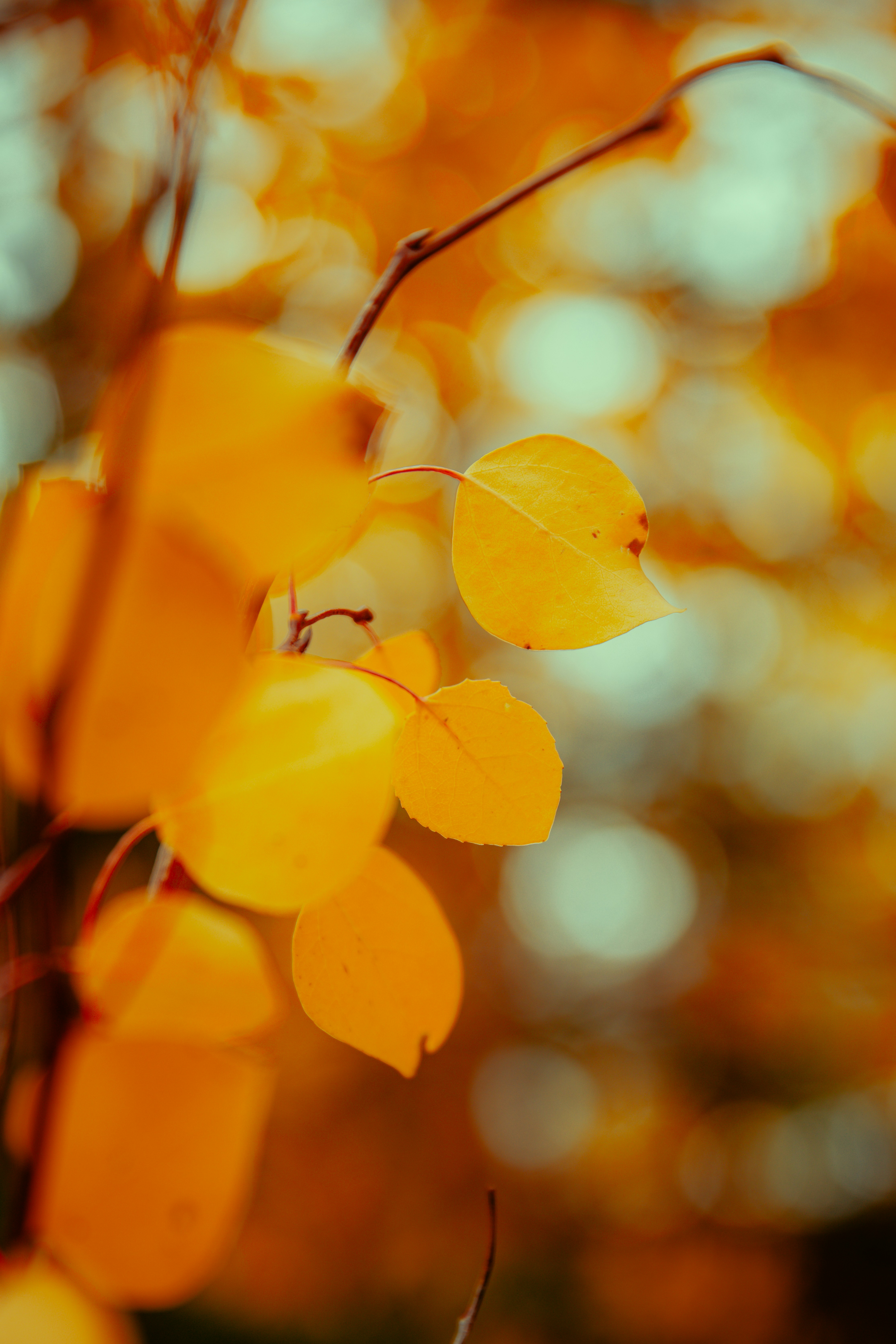 Vibrant yellow leaves clinging to branches, softly illuminated by diffused light in a serene forest backdrop.
