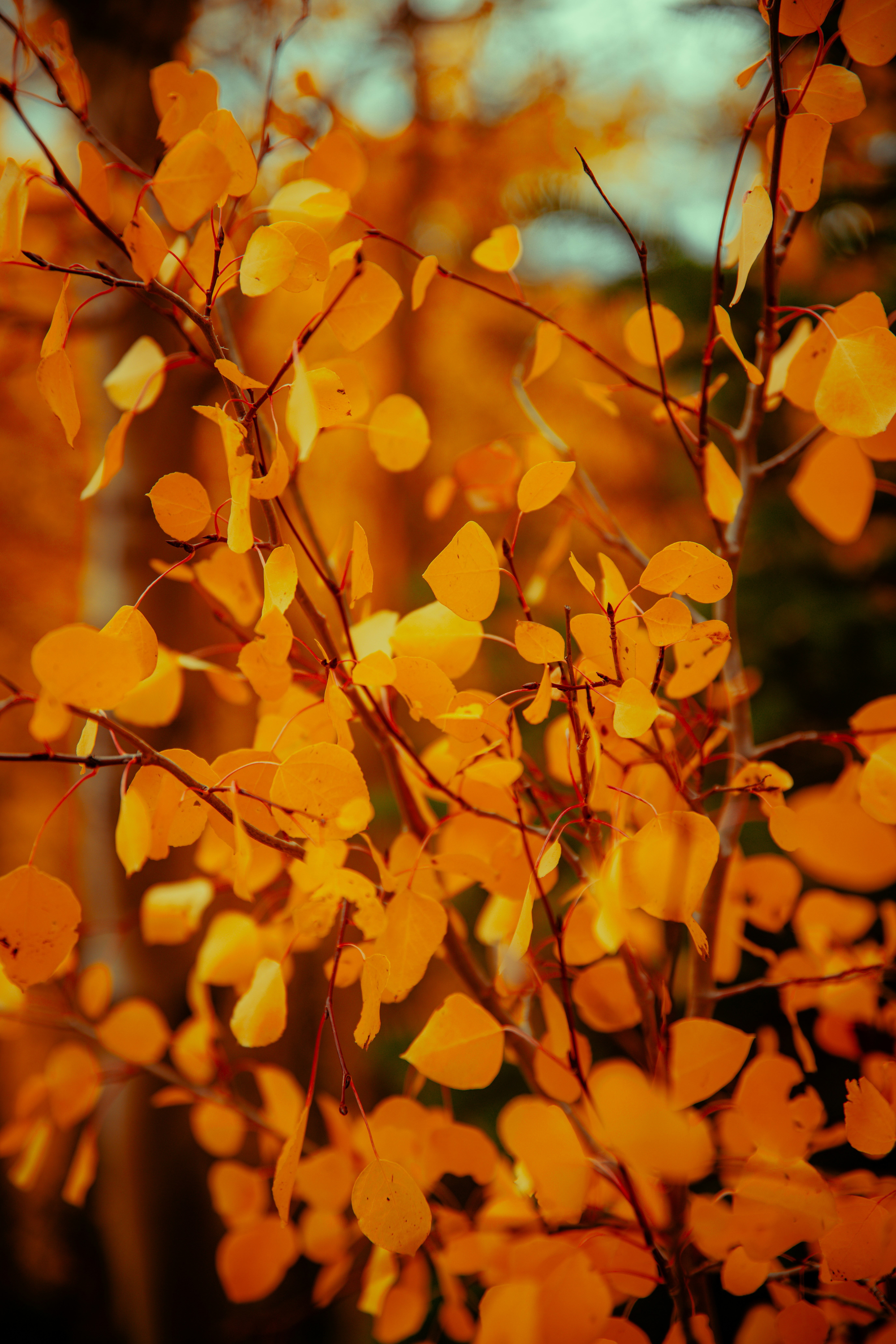 Vibrant orange leaves of aspen trees create a warm, inviting atmosphere in a forest setting. The interplay of light and color highlights the essence of fall.