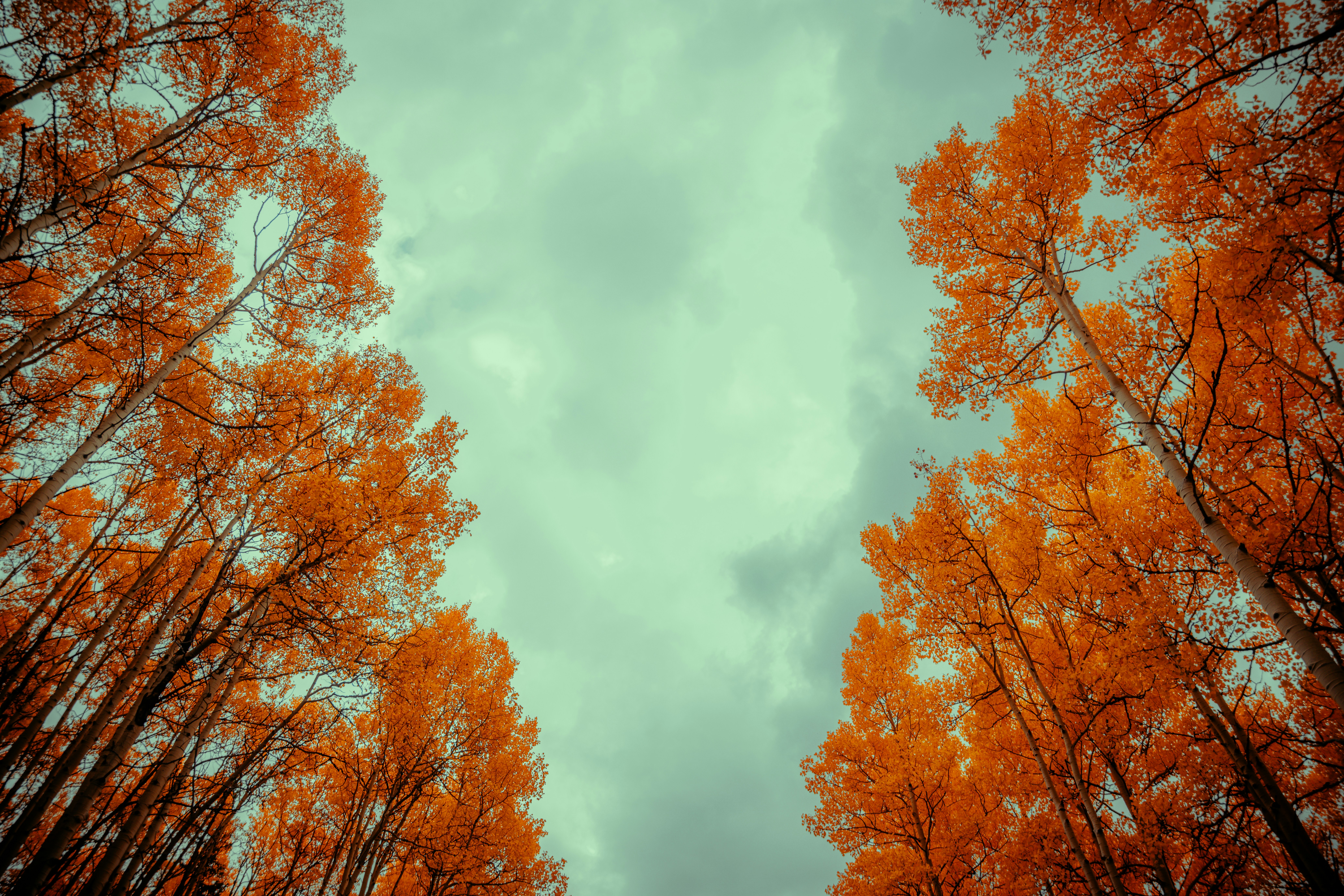 Vibrant autumn trees against a cloudy sky
