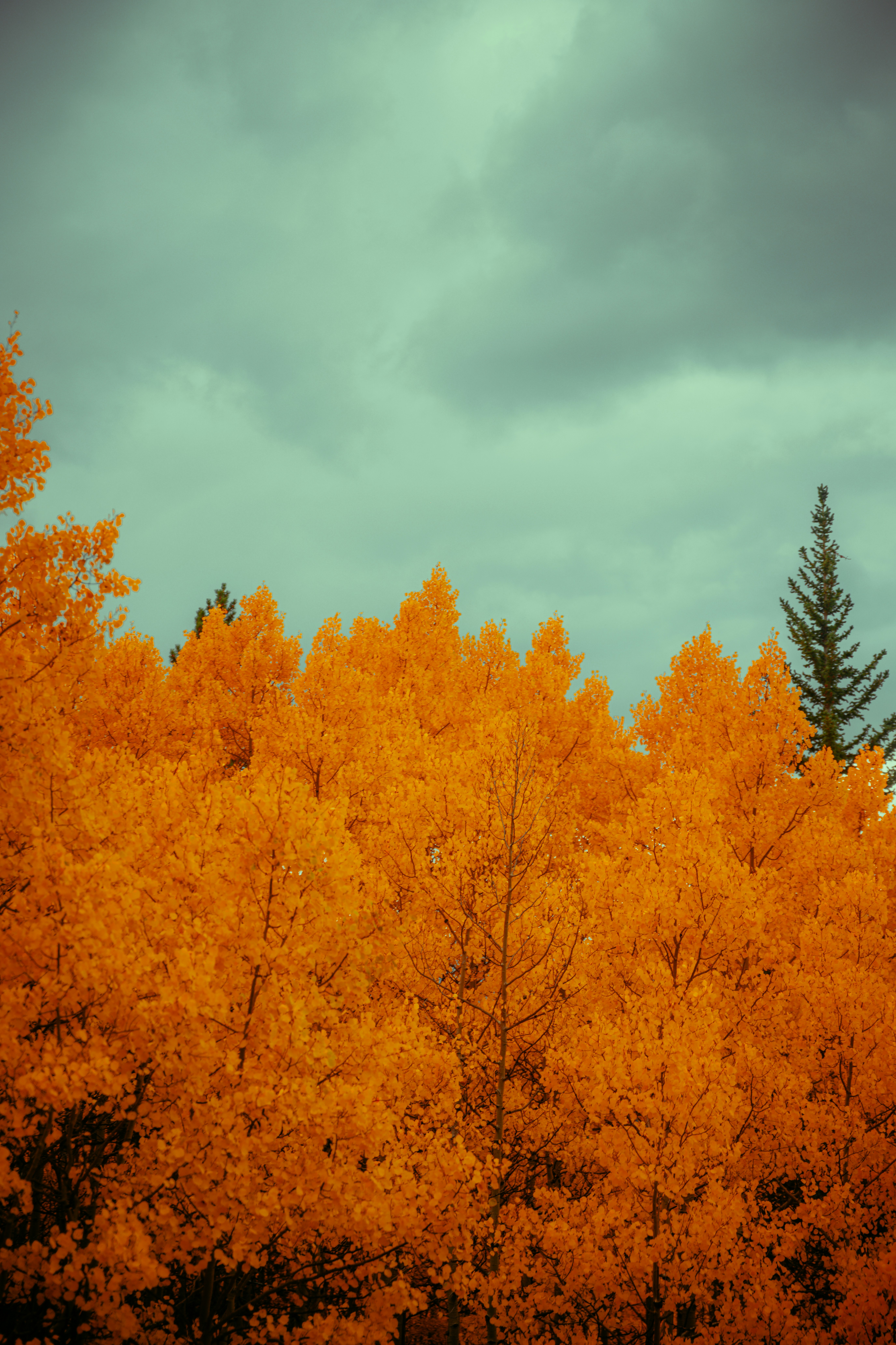 Vibrant orange foliage dominates the landscape, contrasting with a moody sky, while a solitary evergreen stands amidst the autumn hues.